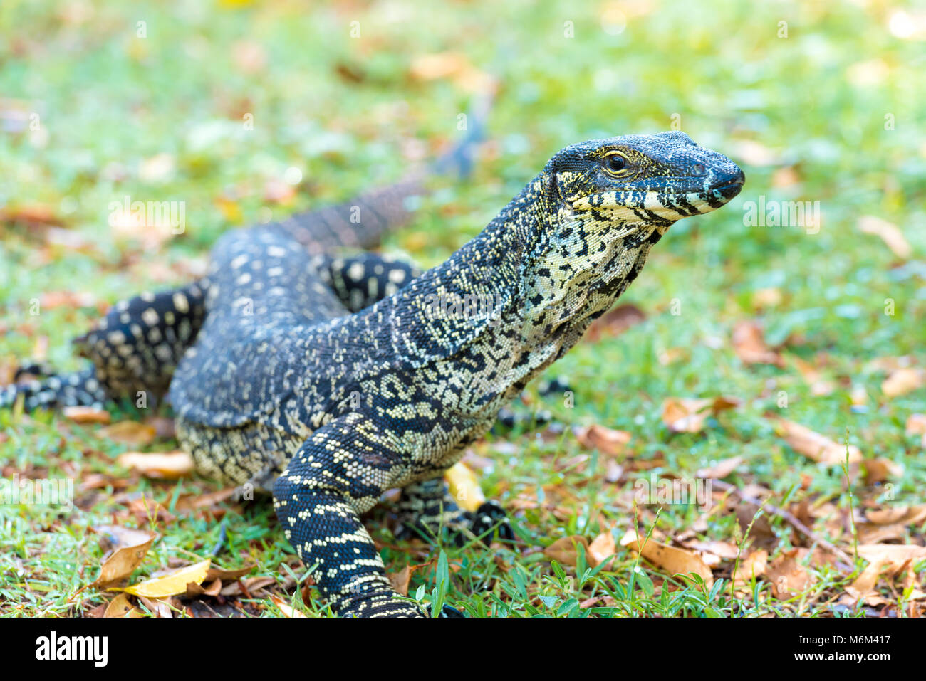 Close-up on a Goanna, large Australian native lizard Stock Photo - Alamy