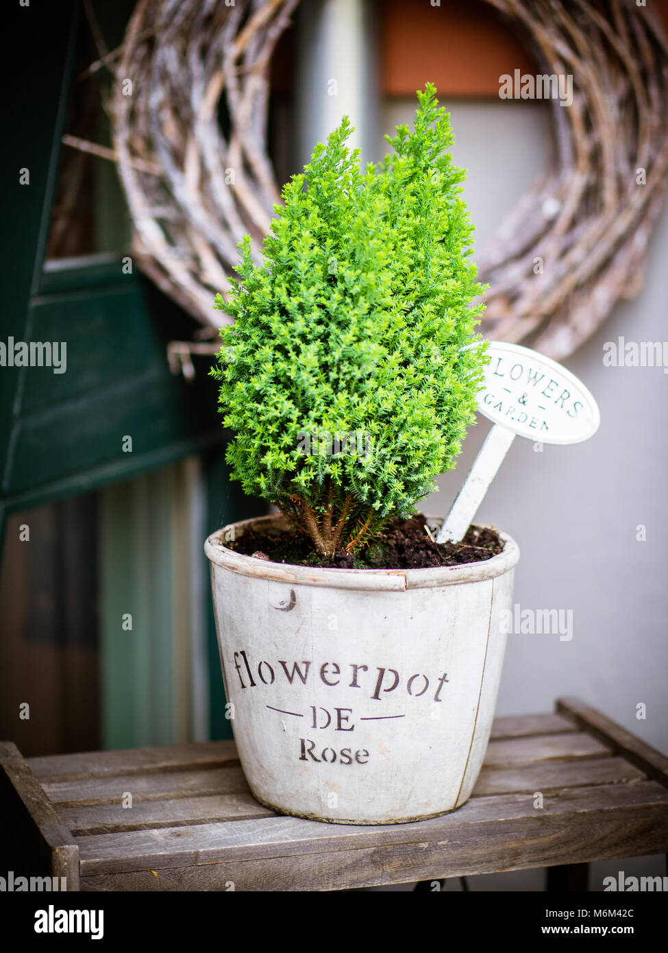 Three small pot plants on a old wooden shelf Stock Photo - Alamy