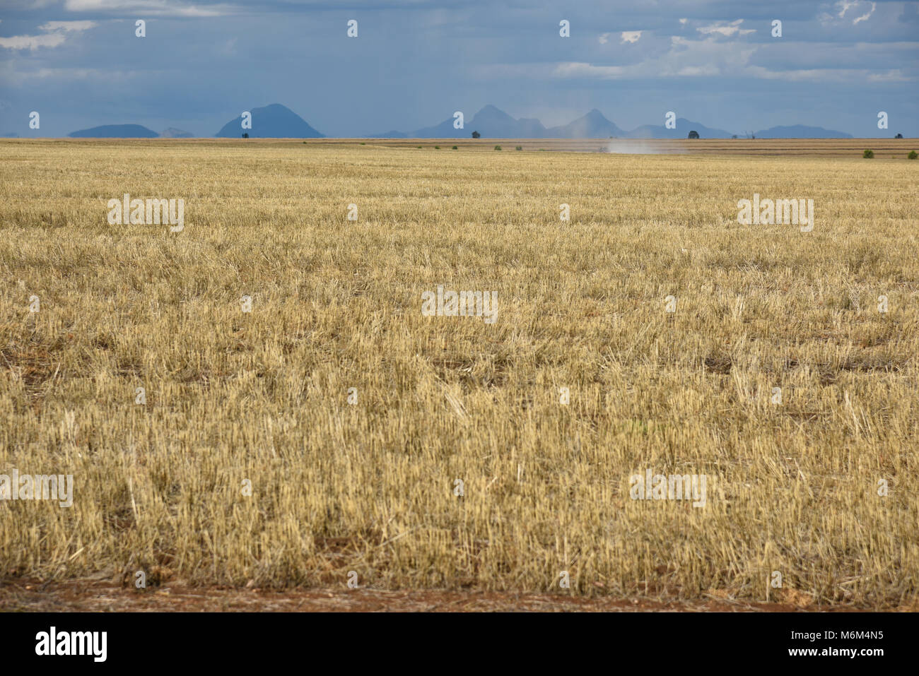 wheat fields in queensland australia Stock Photo - Alamy