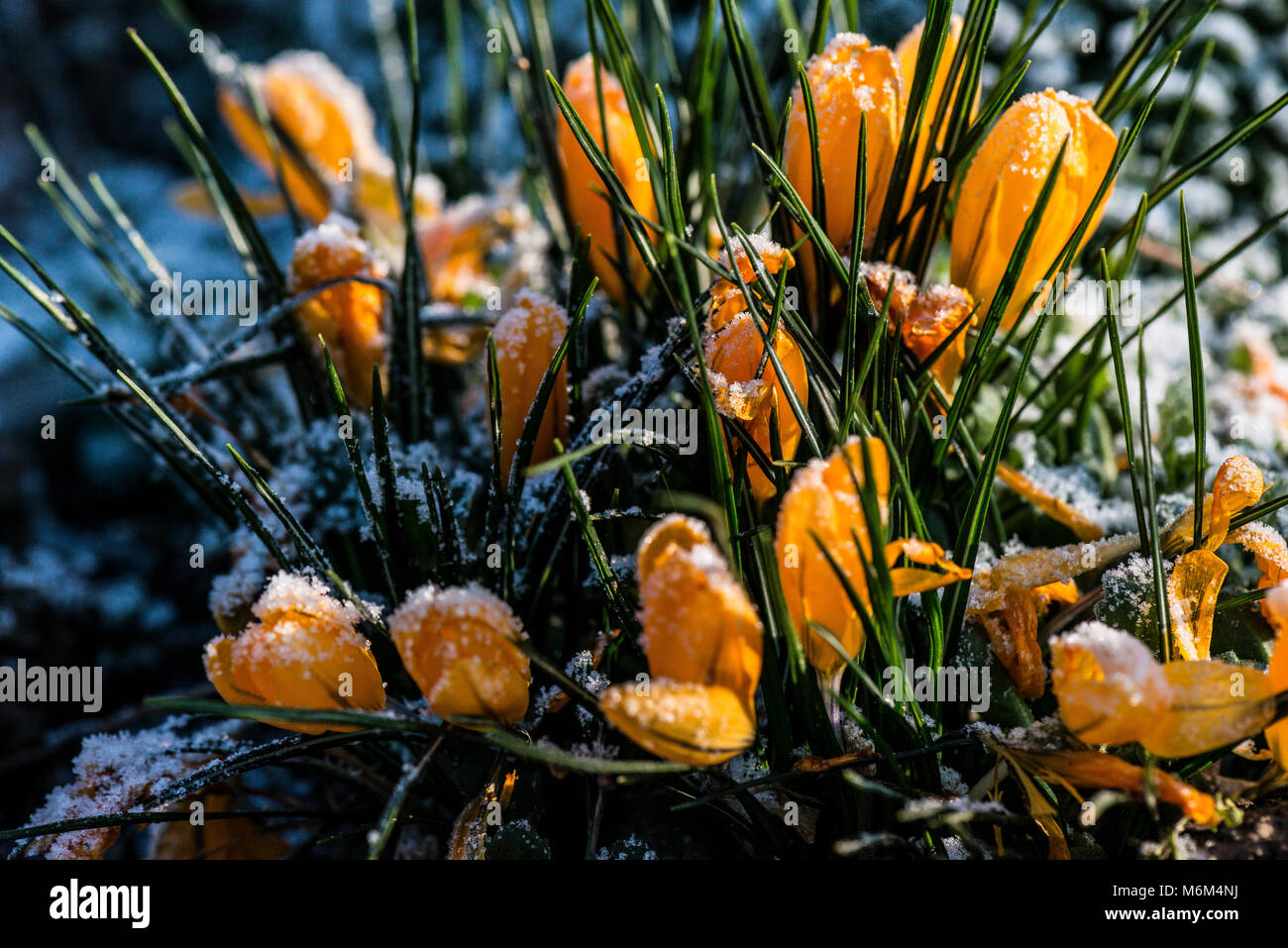 Crocuses closed petals hi-res stock photography and images - Alamy