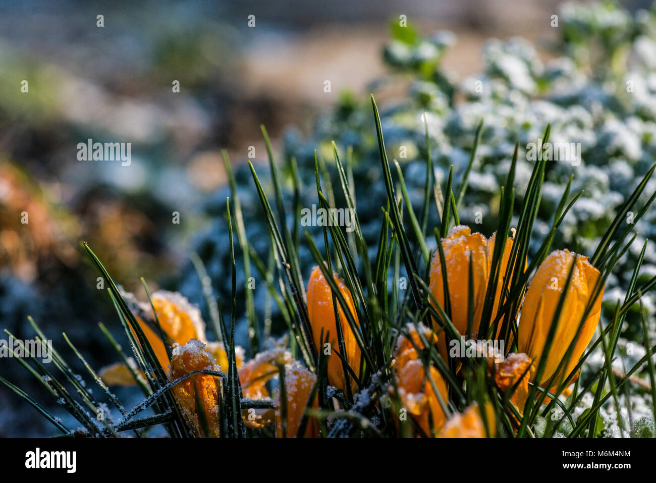 Yellow crocuses after a light dusting of snow Stock Photo - Alamy