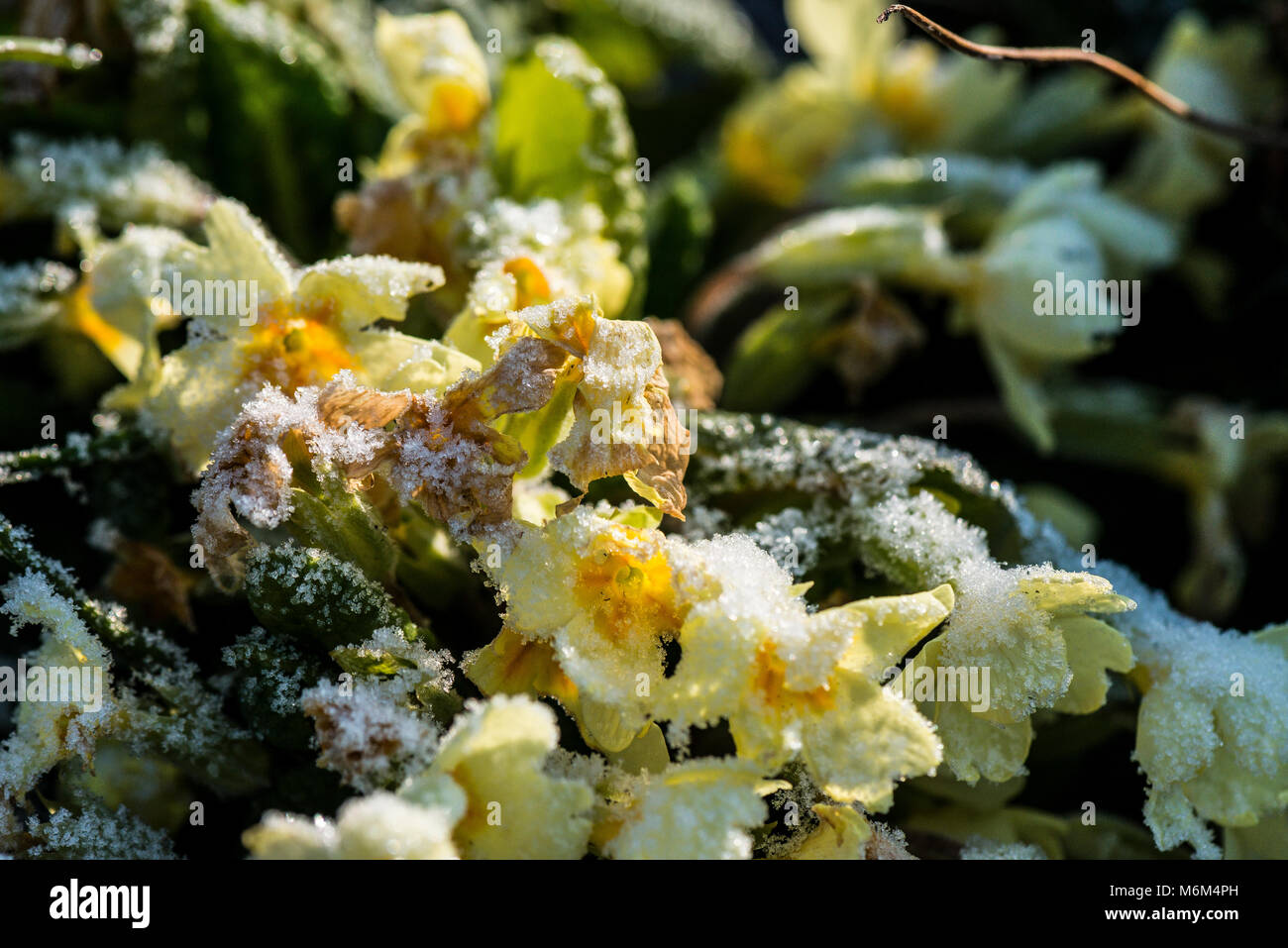 A primrose (Primula vulgaris) plant after a light dusting of snow Stock ...