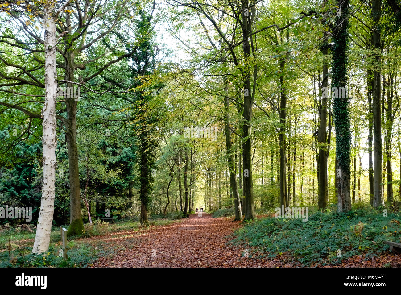 Woodland path hi-res stock photography and images - Alamy