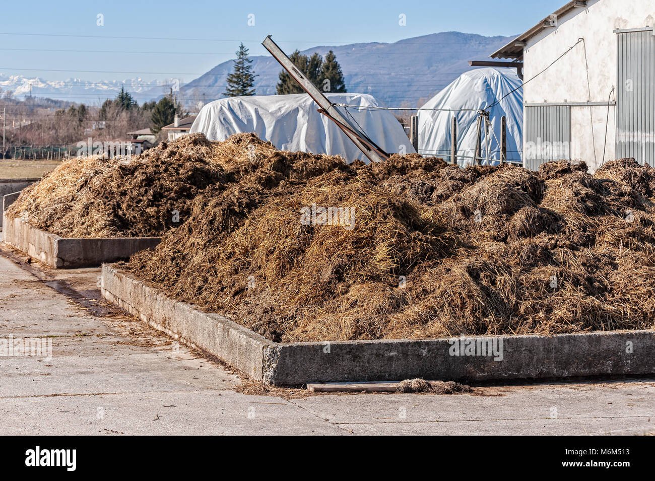 Cow manure that will be used to fertilize. Collected in special ...