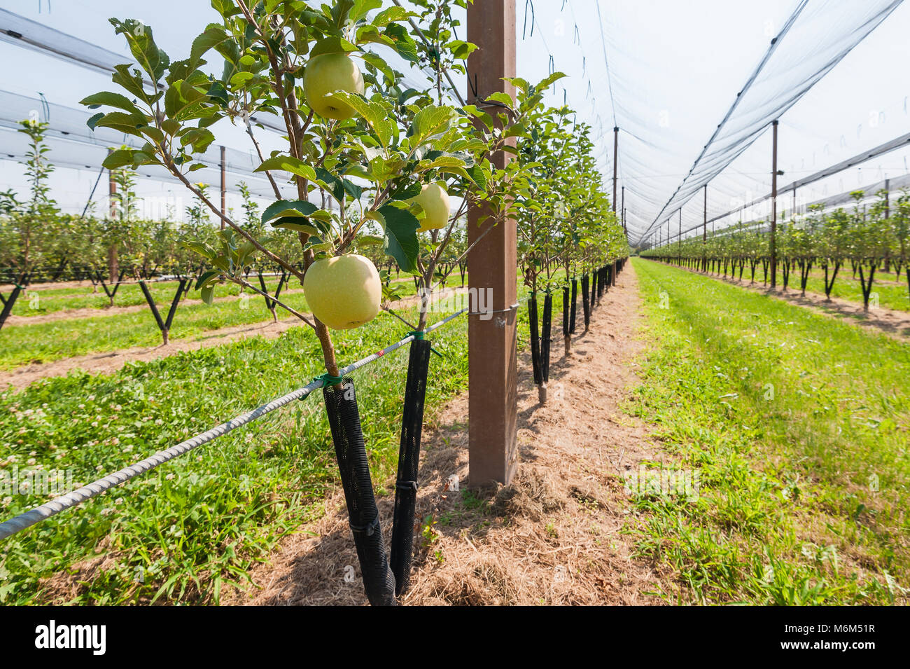 Golden apple growing on tree. Young apple orchard Stock Photo - Alamy