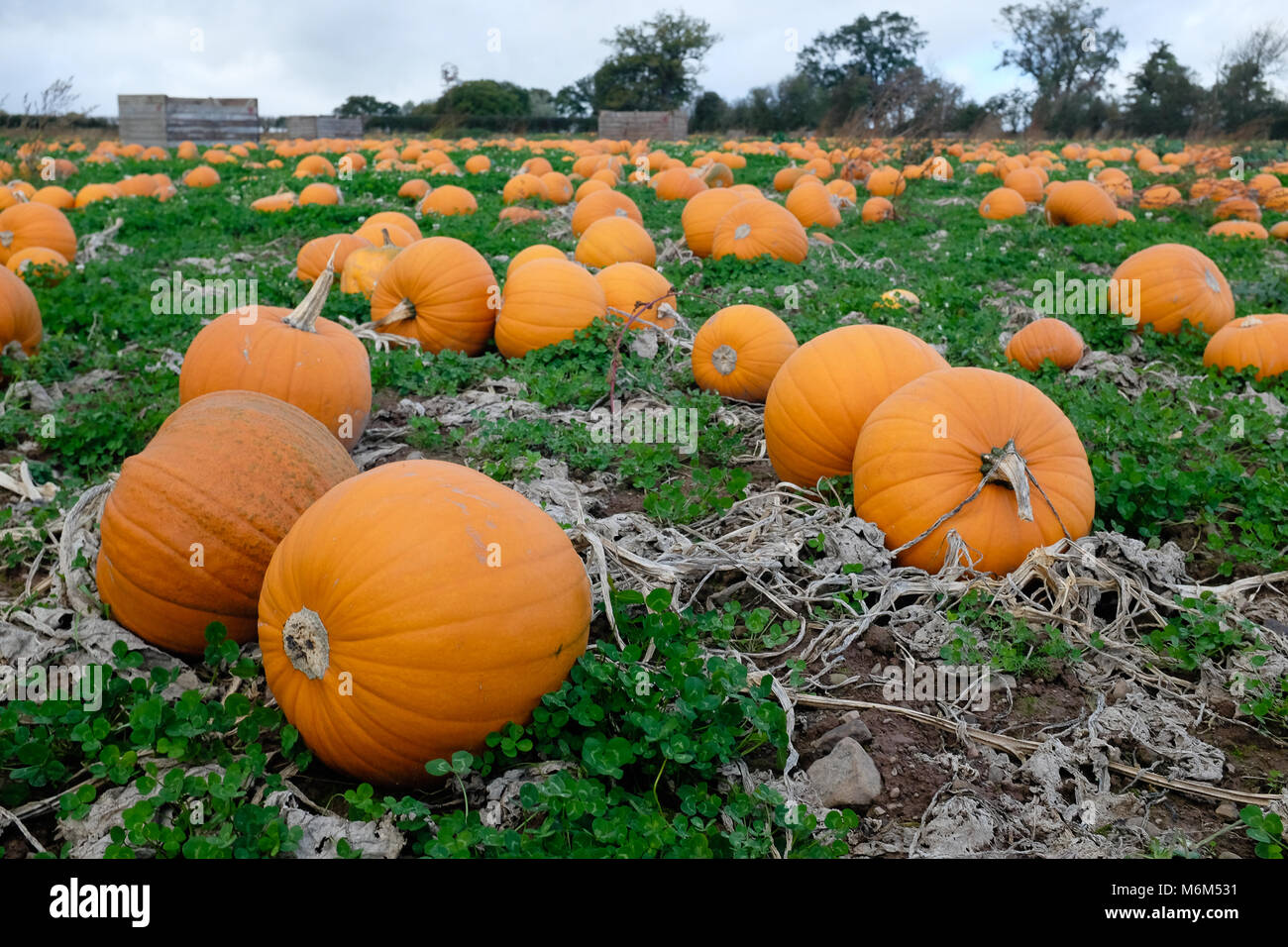 Fields of growing pumpkins Stock Photo - Alamy
