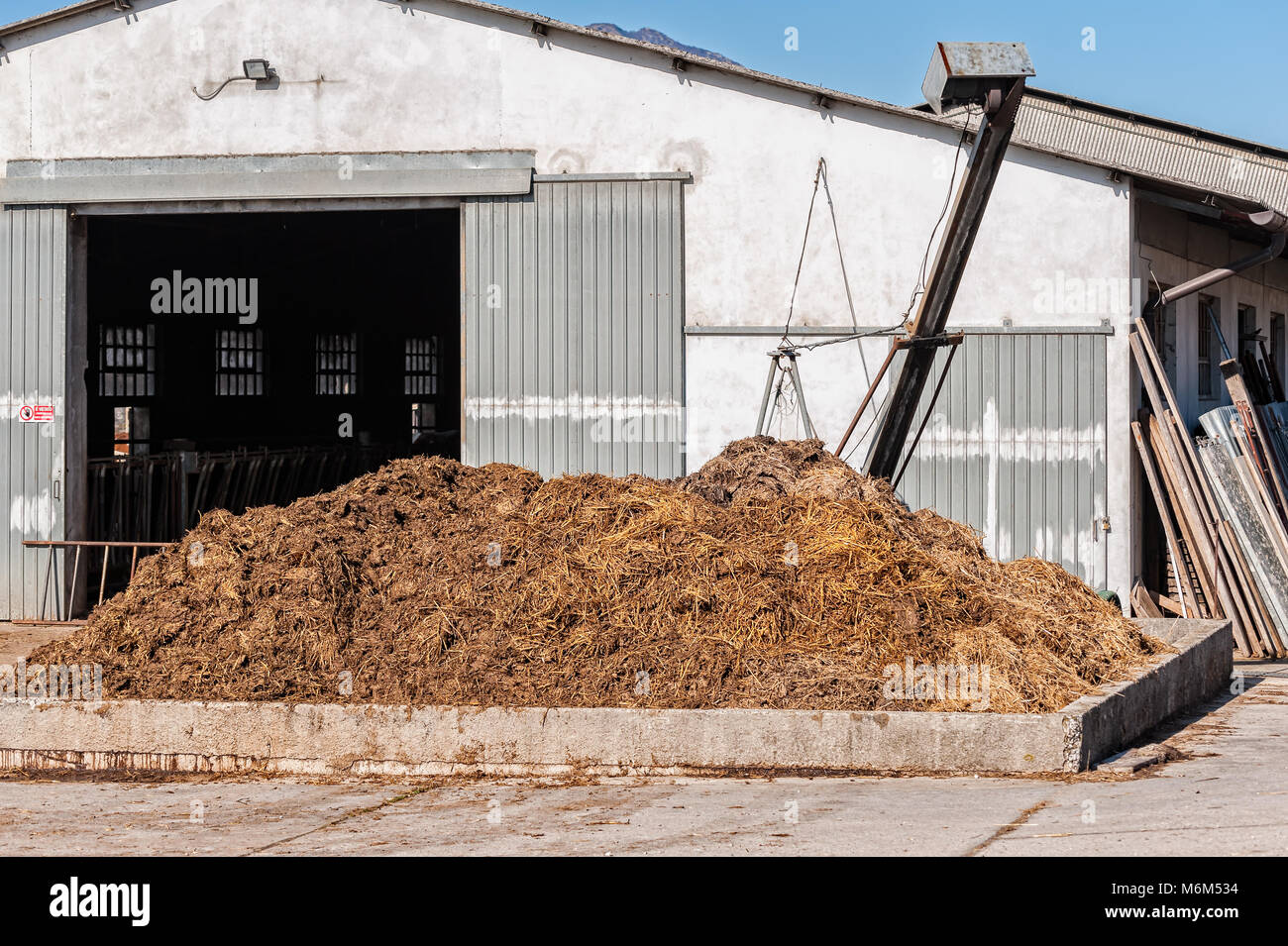 Cow manure that will be used to fertilize. Collected in special ...