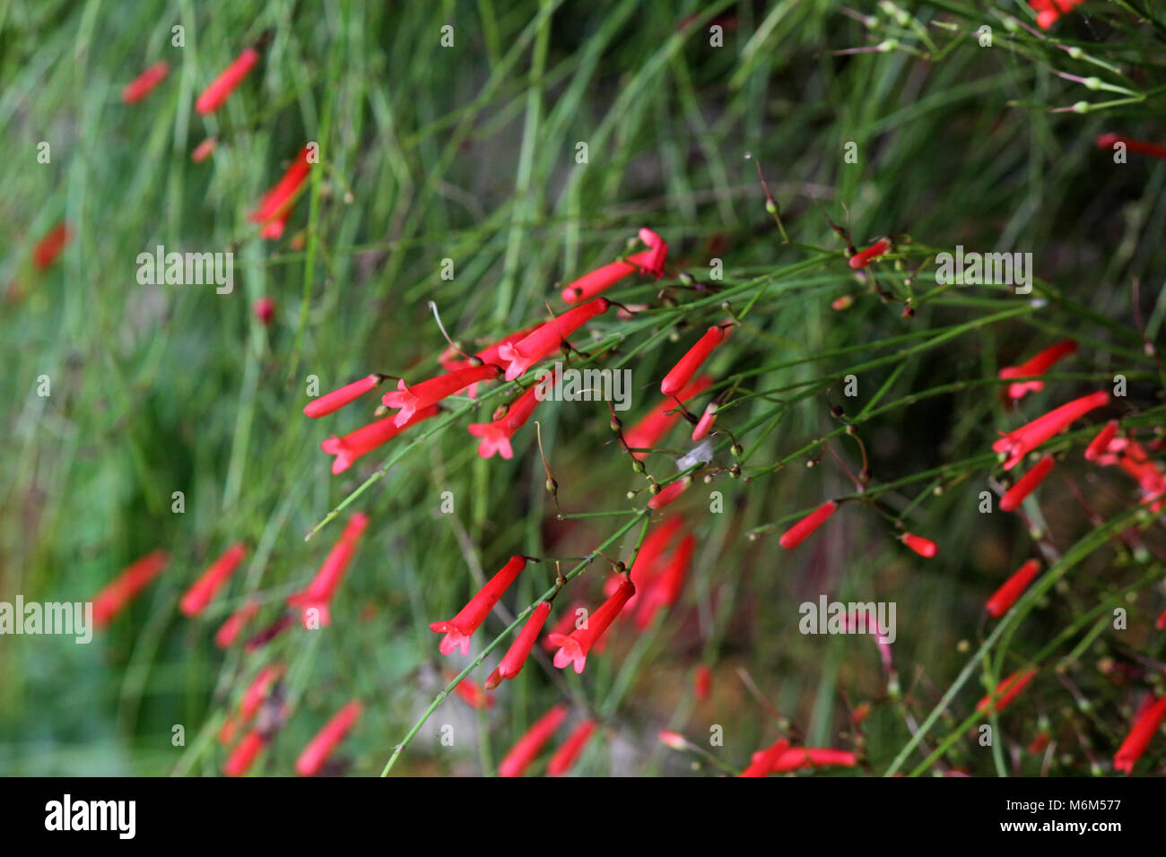 beautiful russelia equisetiformis or firecracker plant flower Stock ...