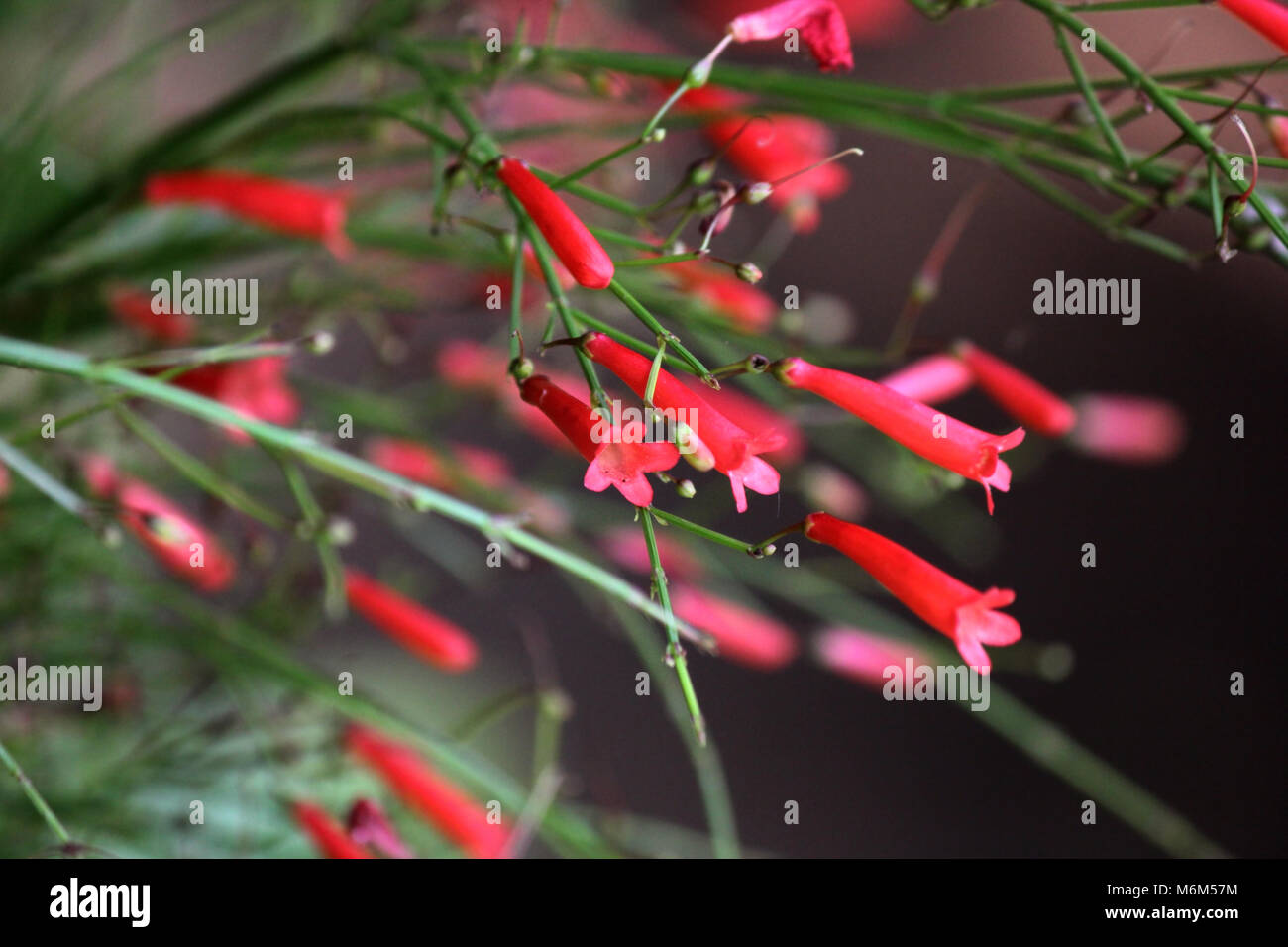 beautiful russelia equisetiformis or firecracker plant flower Stock ...