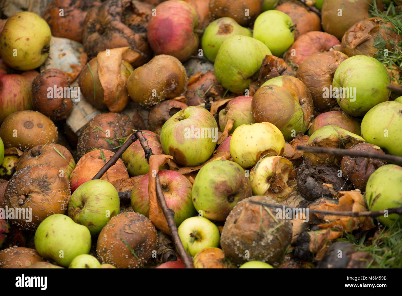rotting cooking apples on a compost heap, North west UK Stock Photo - Alamy