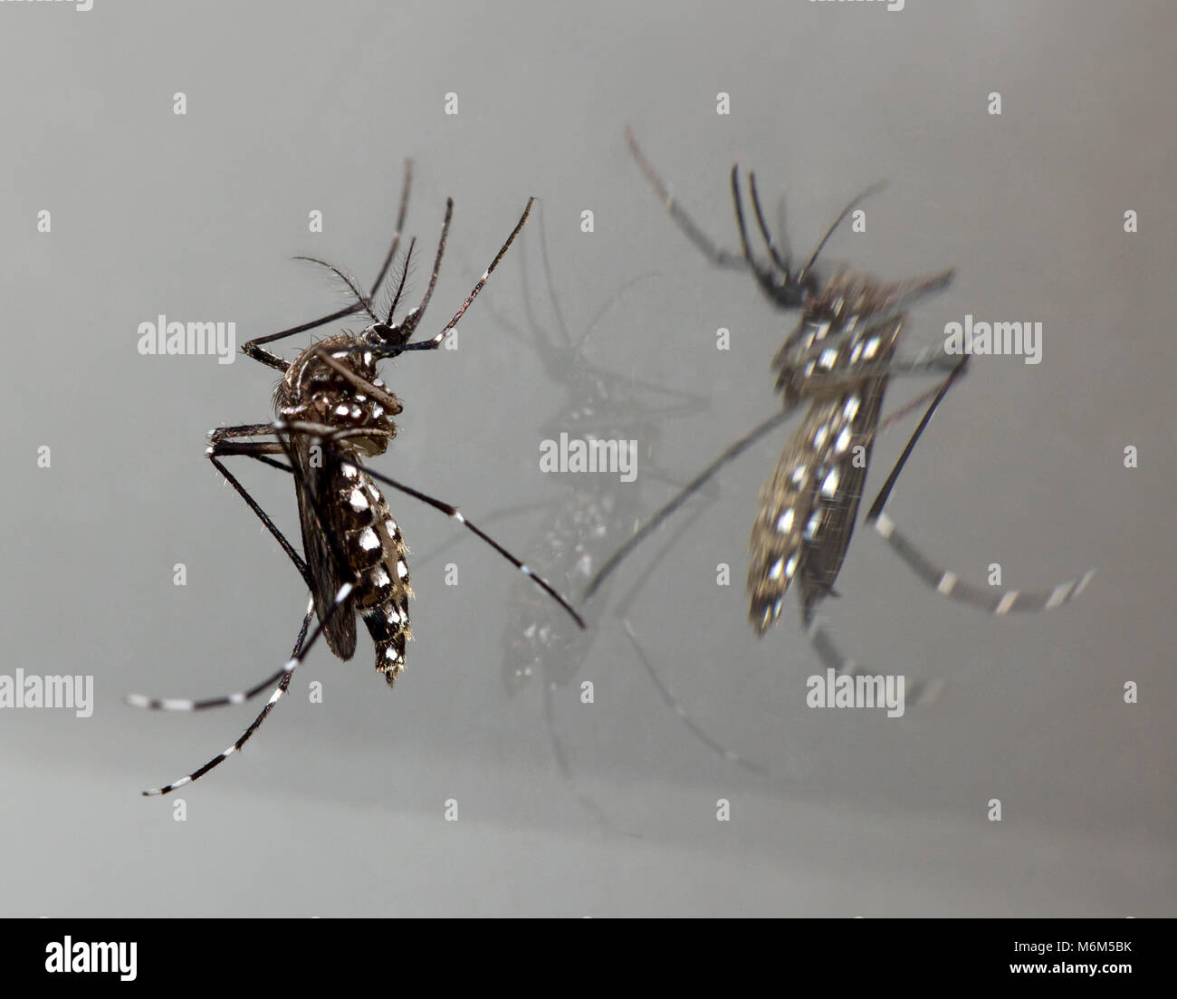 Asian insect hi-res stock photography and images - Alamy