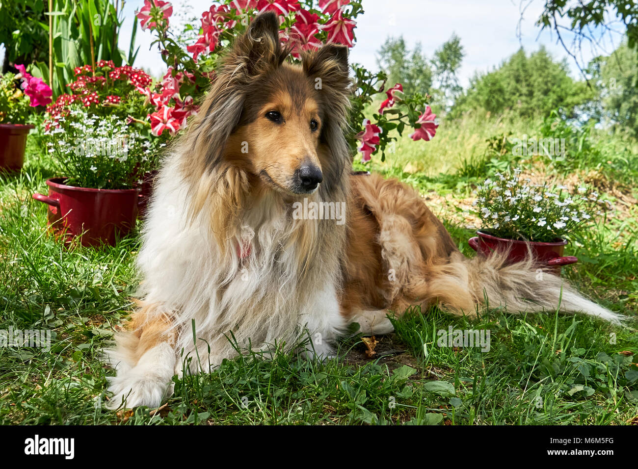 Scottish Collie Stock Photos & Scottish Collie Stock Images - Alamy