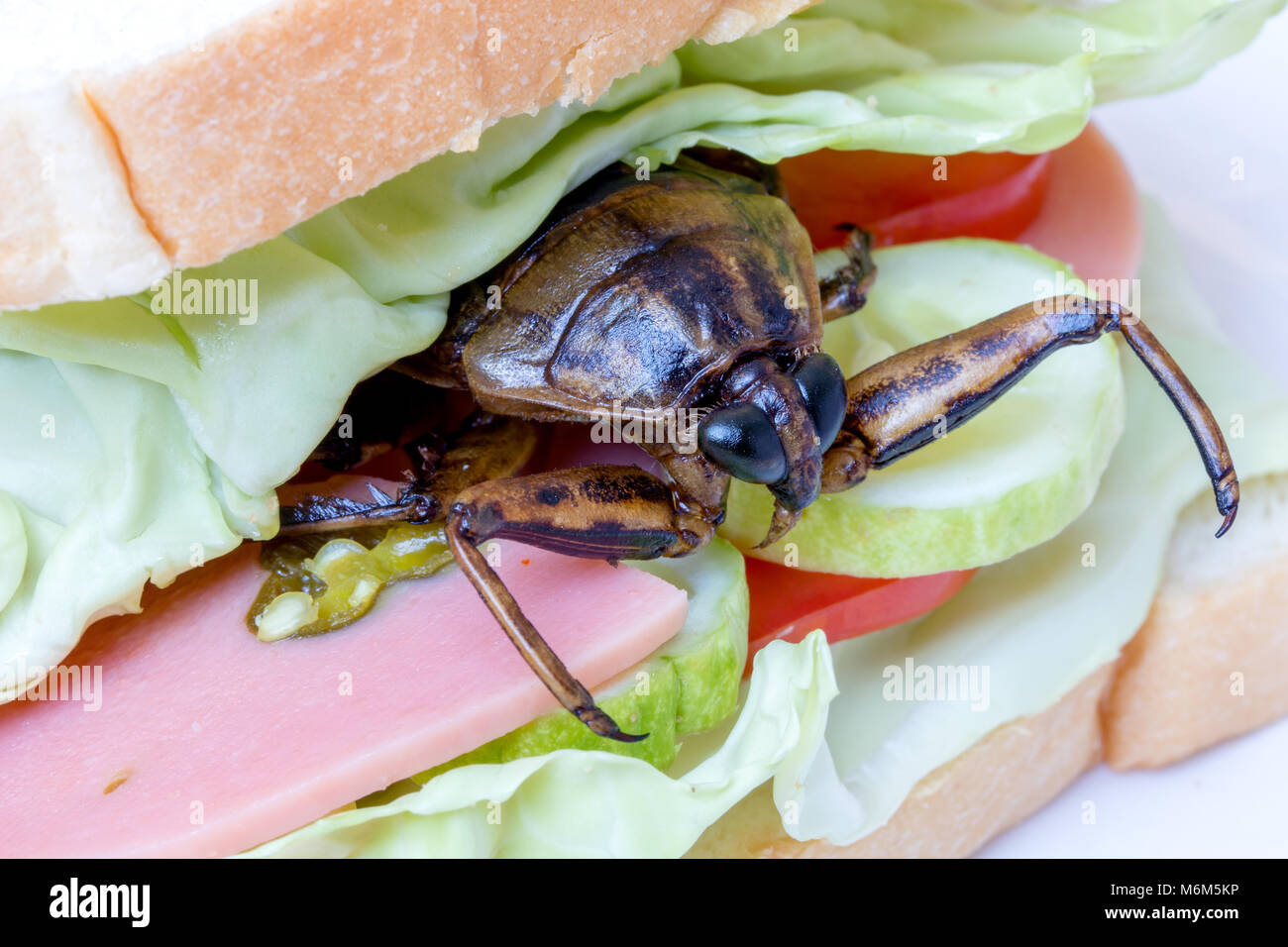 Close up sandwich with fried Giant Water Bug - Lethocerus indicus ...
