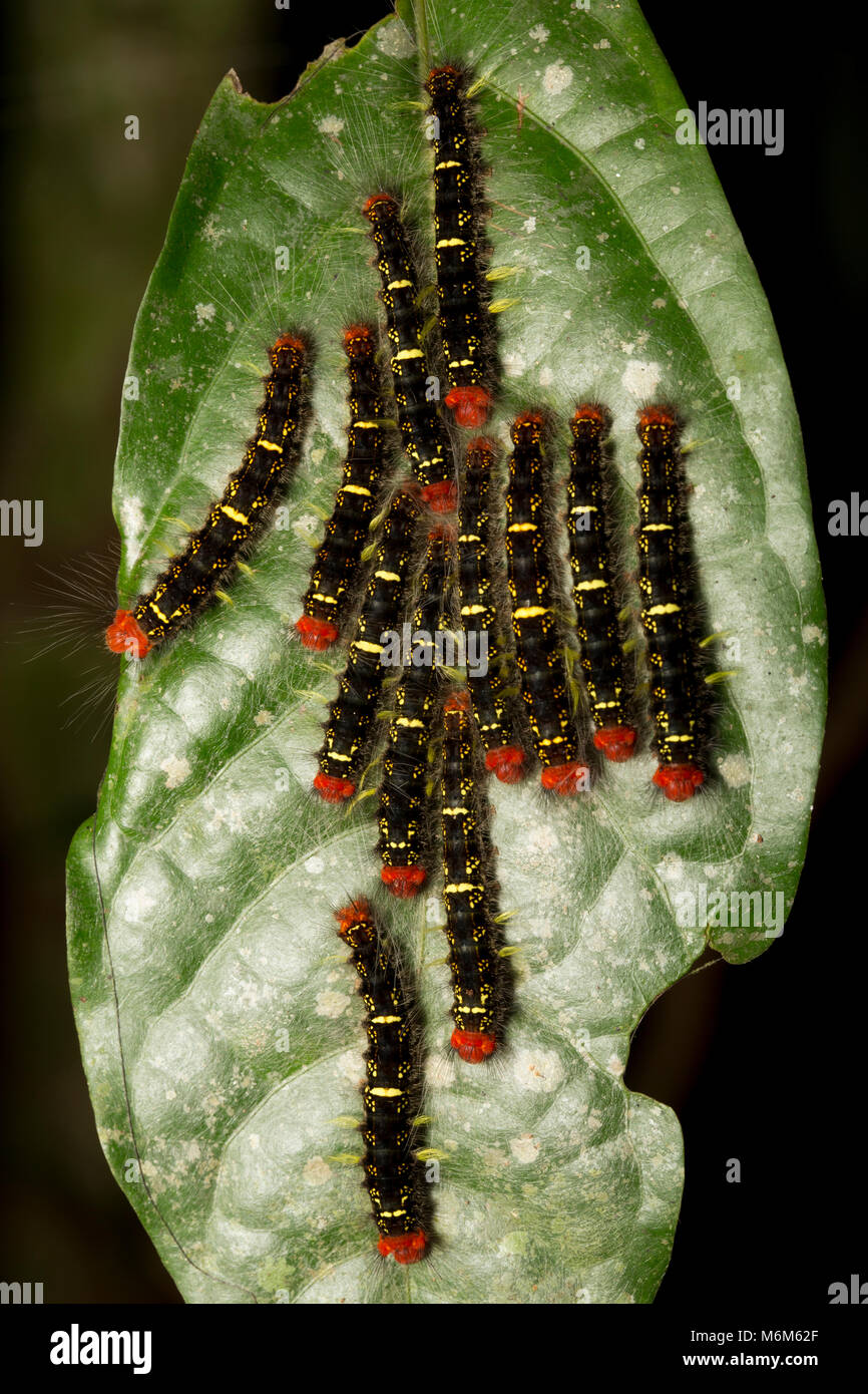 Caterpillars photographed at night in the jungle of Suriname, South ...
