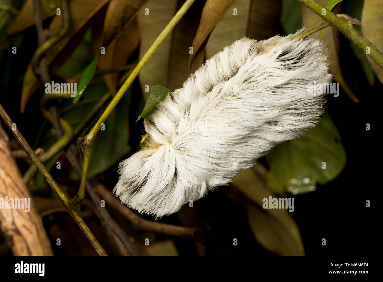 Flannel moth caterpillar photographed in the jungle of Suriname, South ...