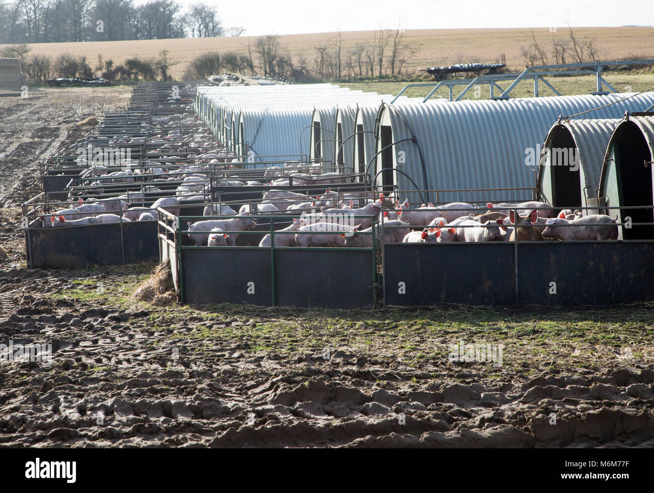 Pig units young pigs in pens and large metal sties. Chillesford ...