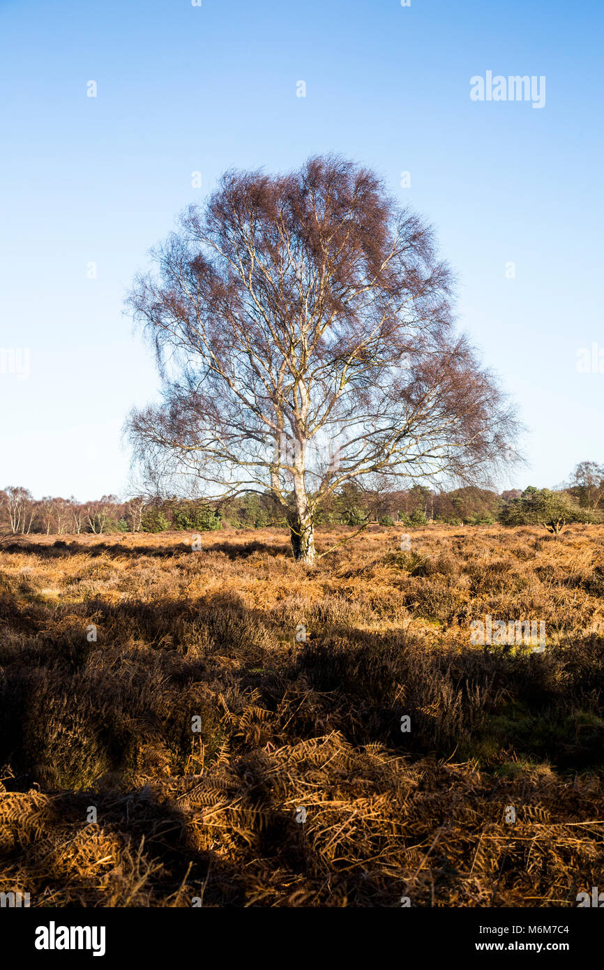 Single silver birch tree, Betula pendula, standing alone in winter ...