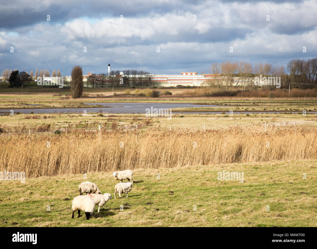 Sheep grazing wetland marshes landscape next to HMP Warren Hill prison ...