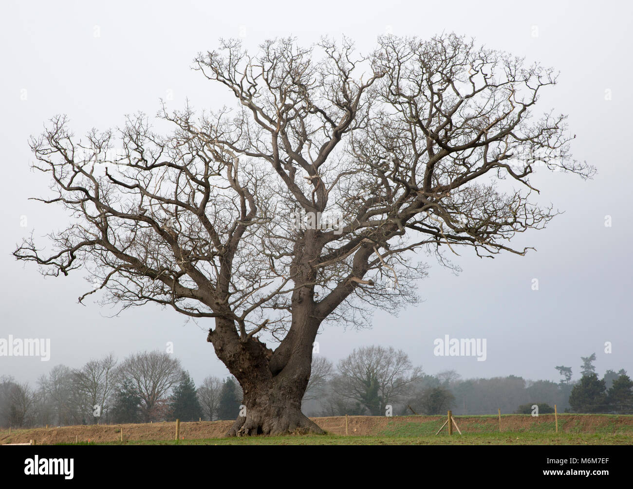 Single leafless oak tree in winter standing in field against grey ...