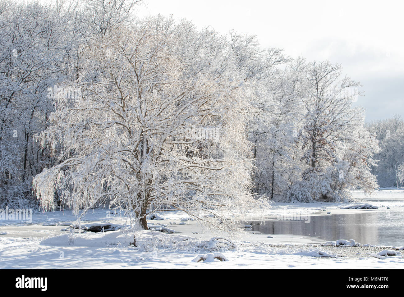 Winter willow tree hi-res stock photography and images - Alamy