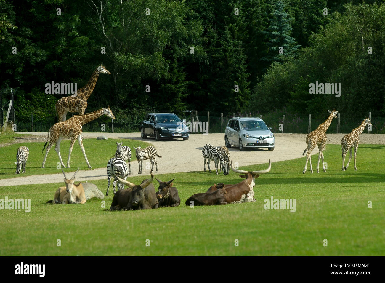 Baringo giraffe (Giraffa camelopardalis rothschildi) in Givskud Zoo in ...