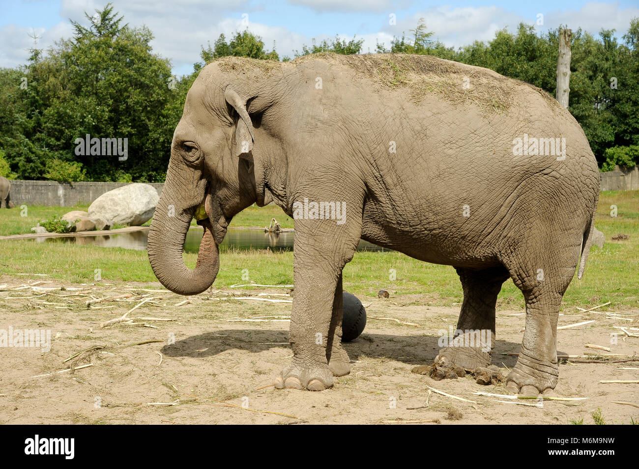 Asian elephants (Elephas maximus) in Givskud Zoo in Givskud, Denmark ...