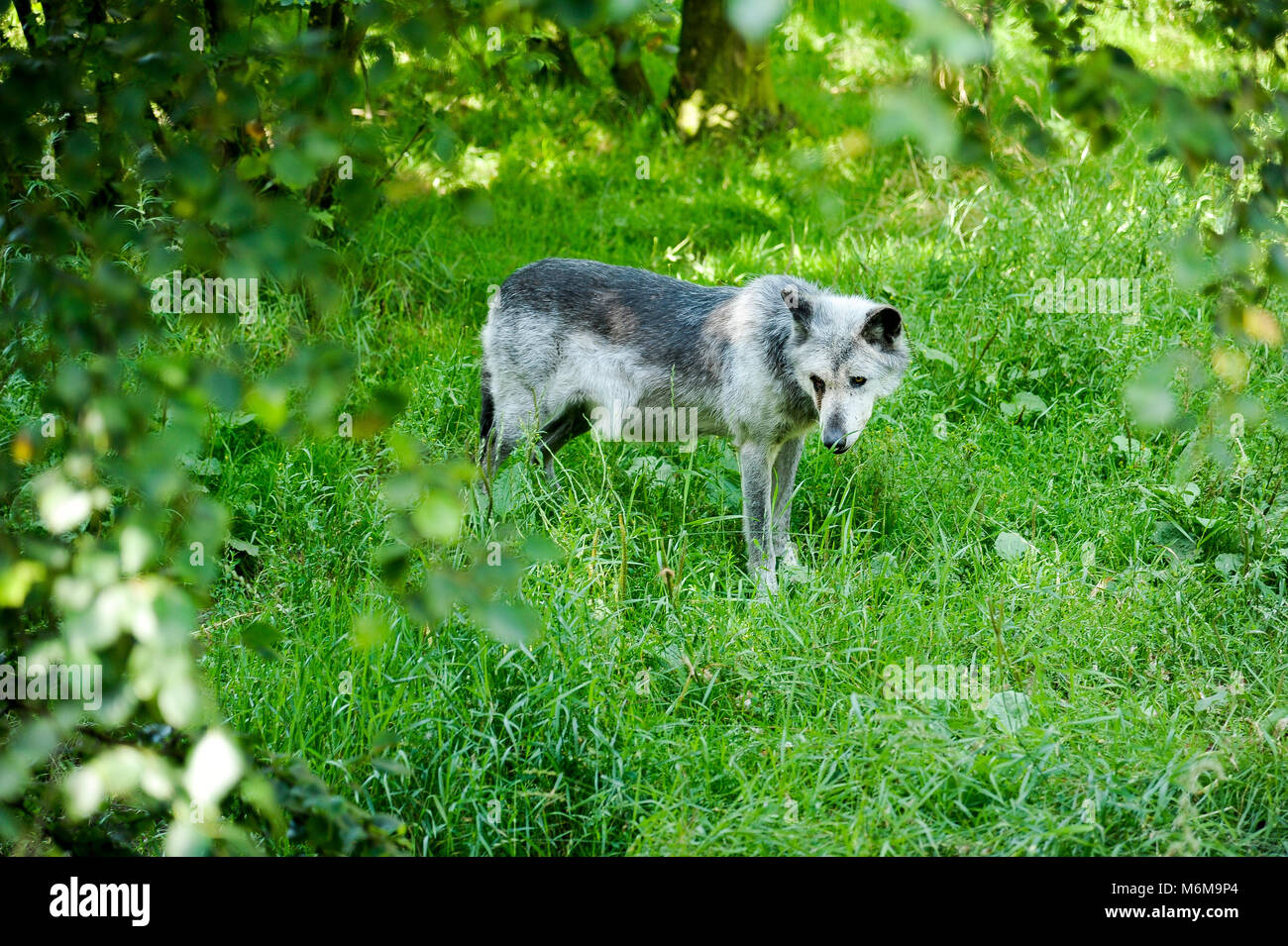 Givskud Zoo High Resolution Stock Photography and Images - Alamy