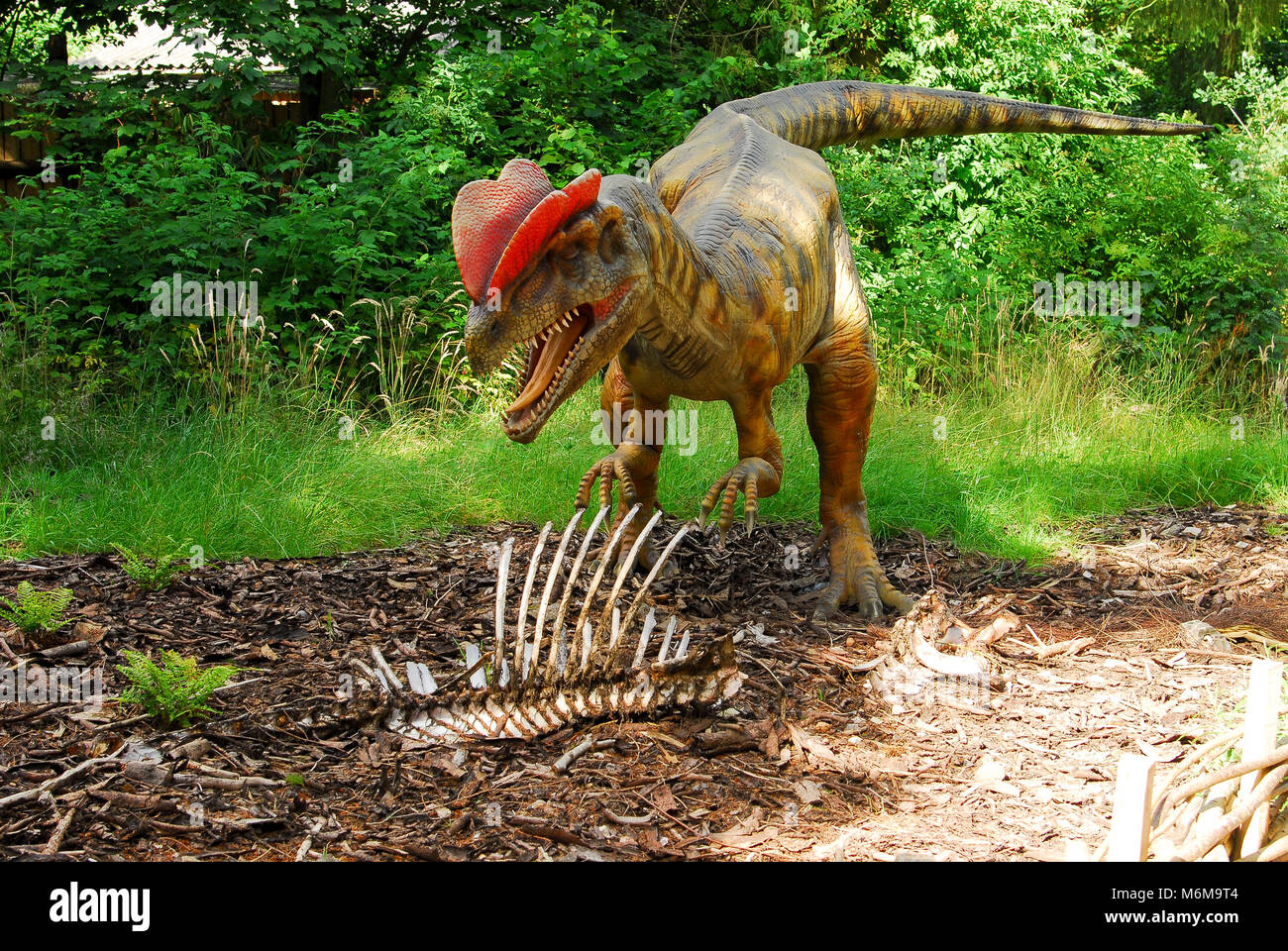 Full size model of Dilophosaurus dinosaur in dinosaur park in Givskud ...