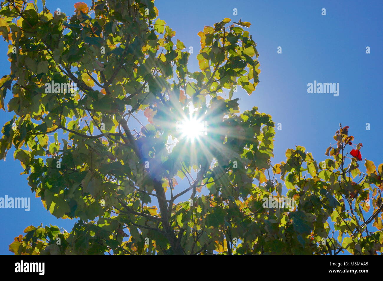 Morning sun rise glare through the autumn leaves with light rays ...