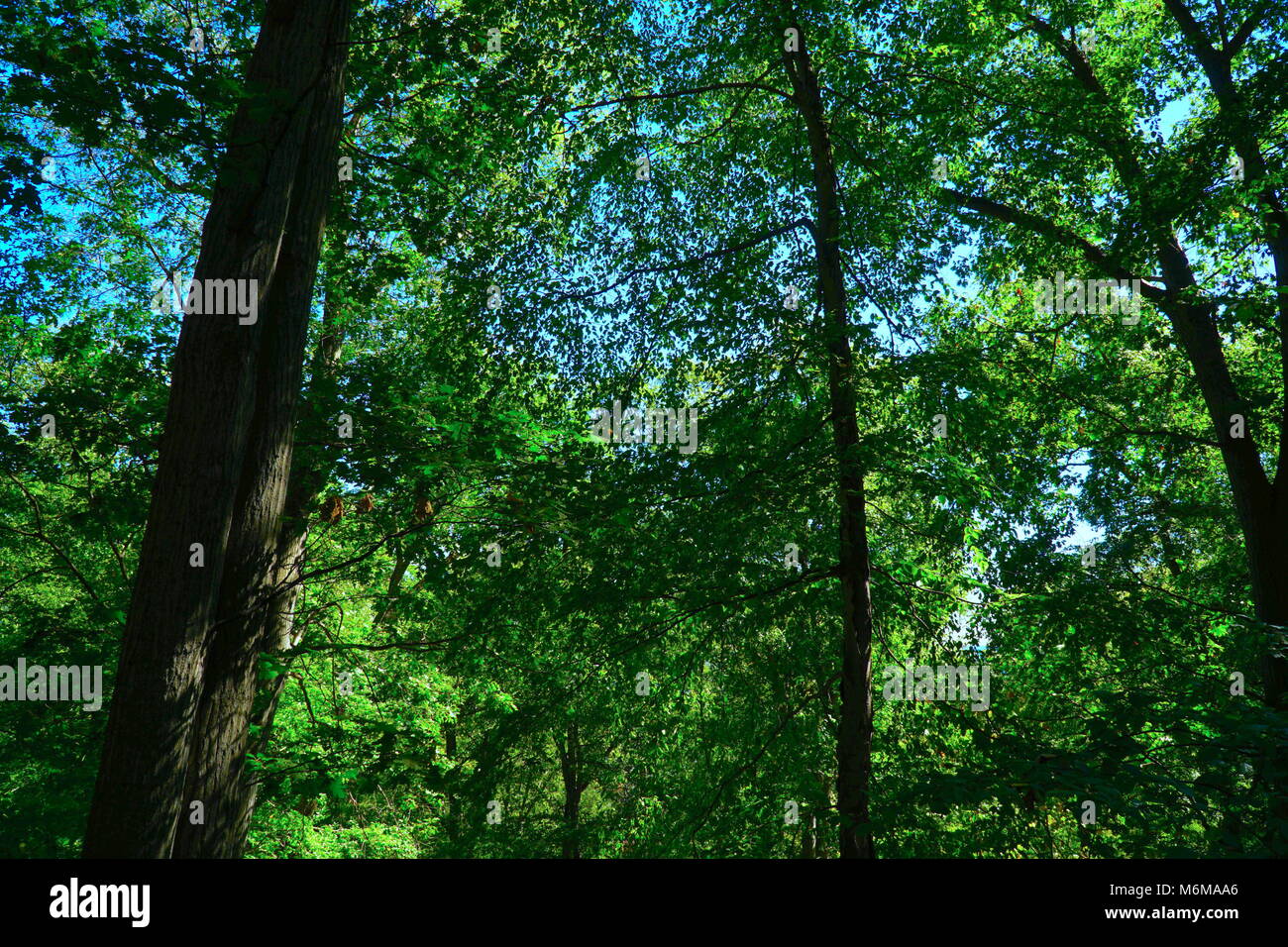 Tall forrest tree background. Blue skies and bright sun peak through ...