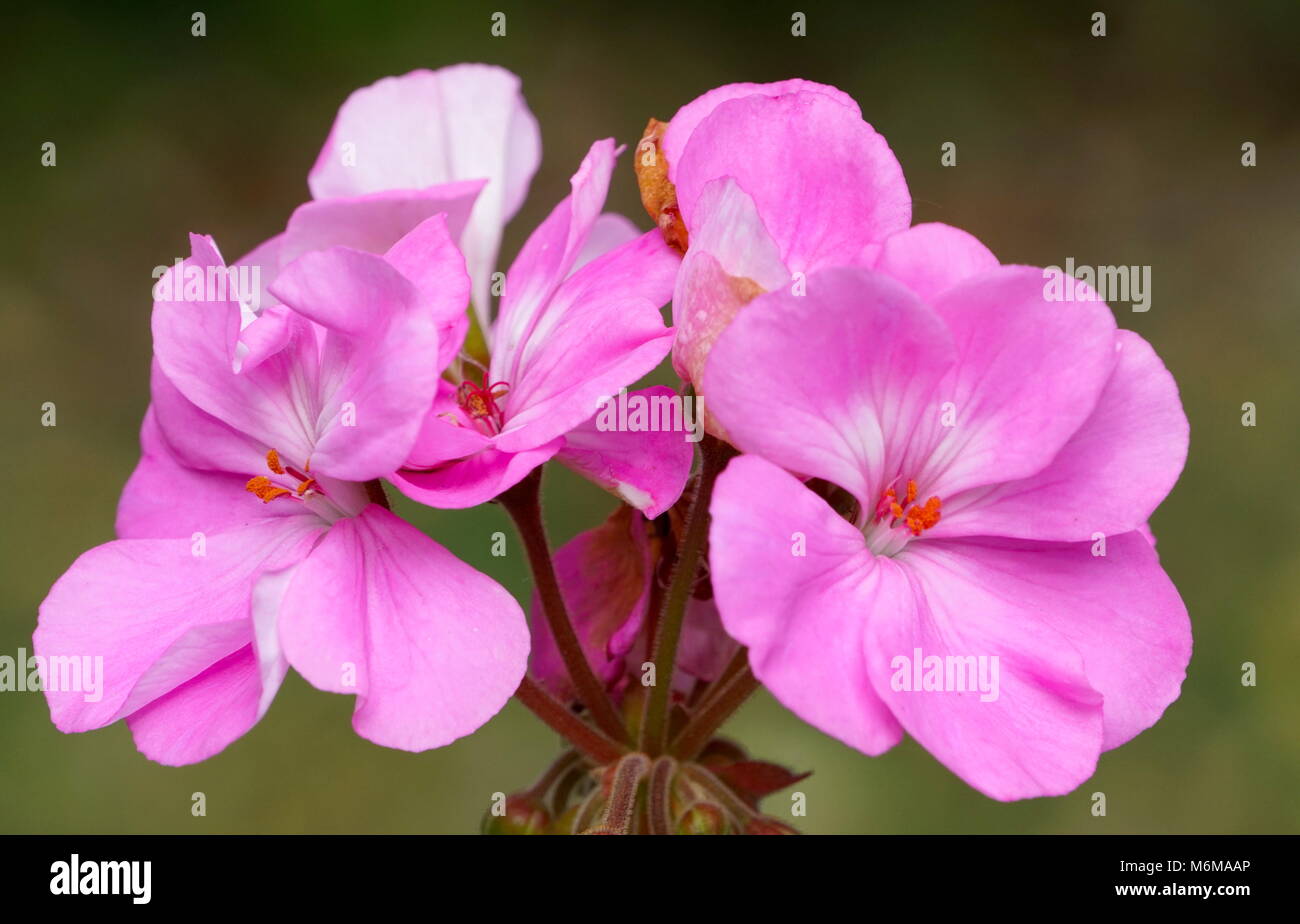 Beautiful pink flower in autumn. Horizontal full resolution stock photo ...