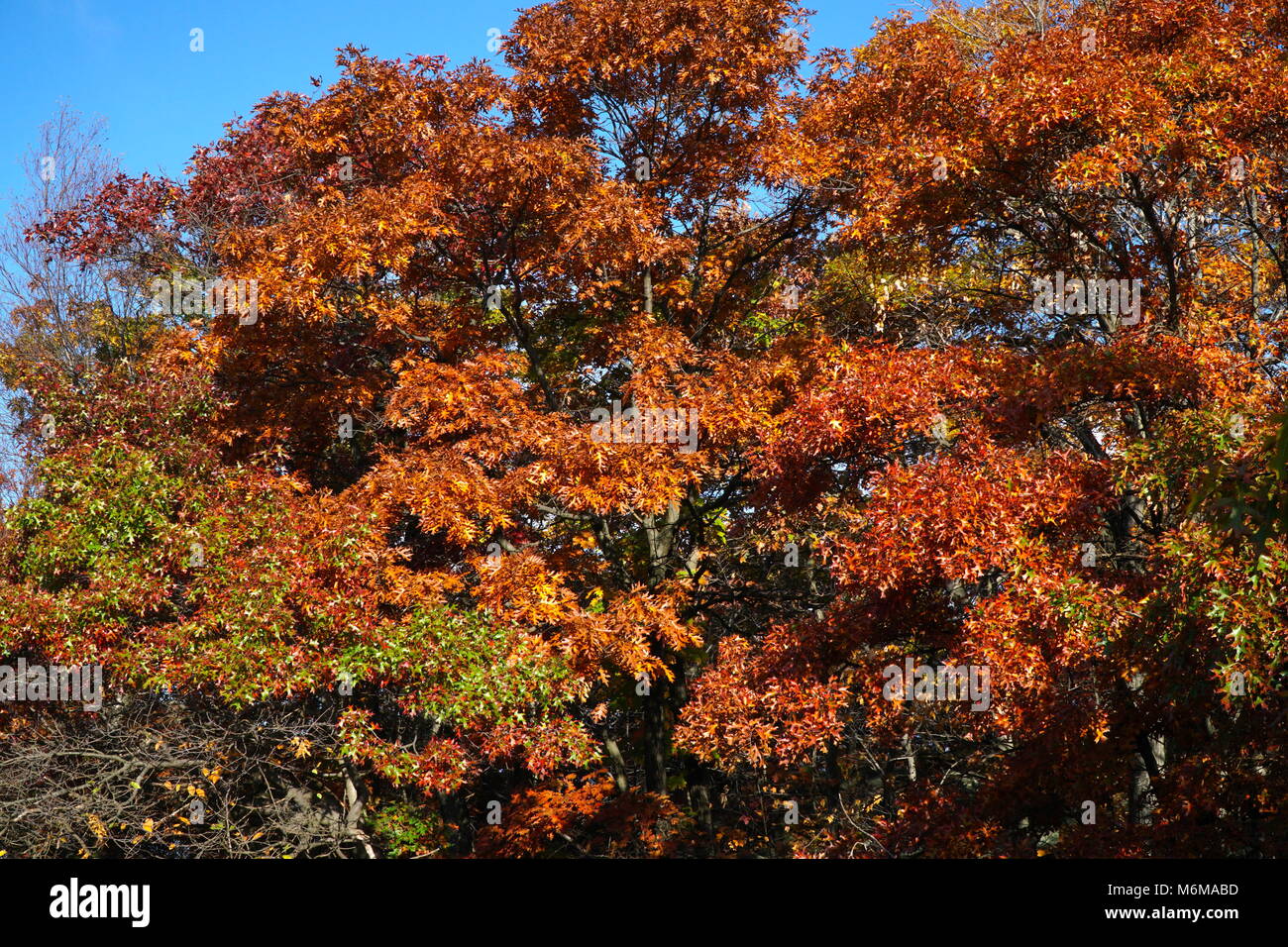 Beautiful background of autumn leaves and fall foliage. Orange, green ...