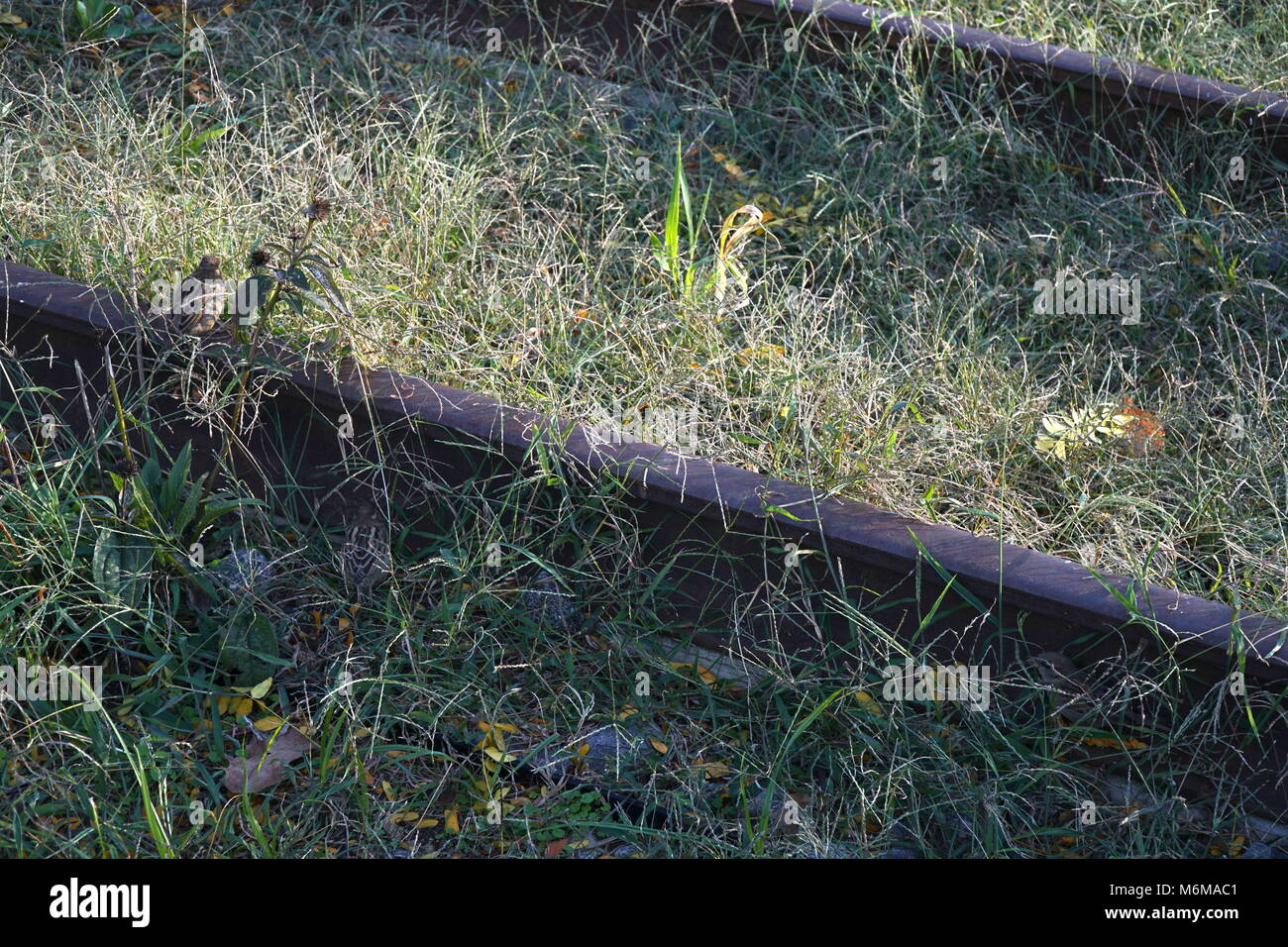 Abandoned railroad track with overgrown grass and wildlife taking over ...