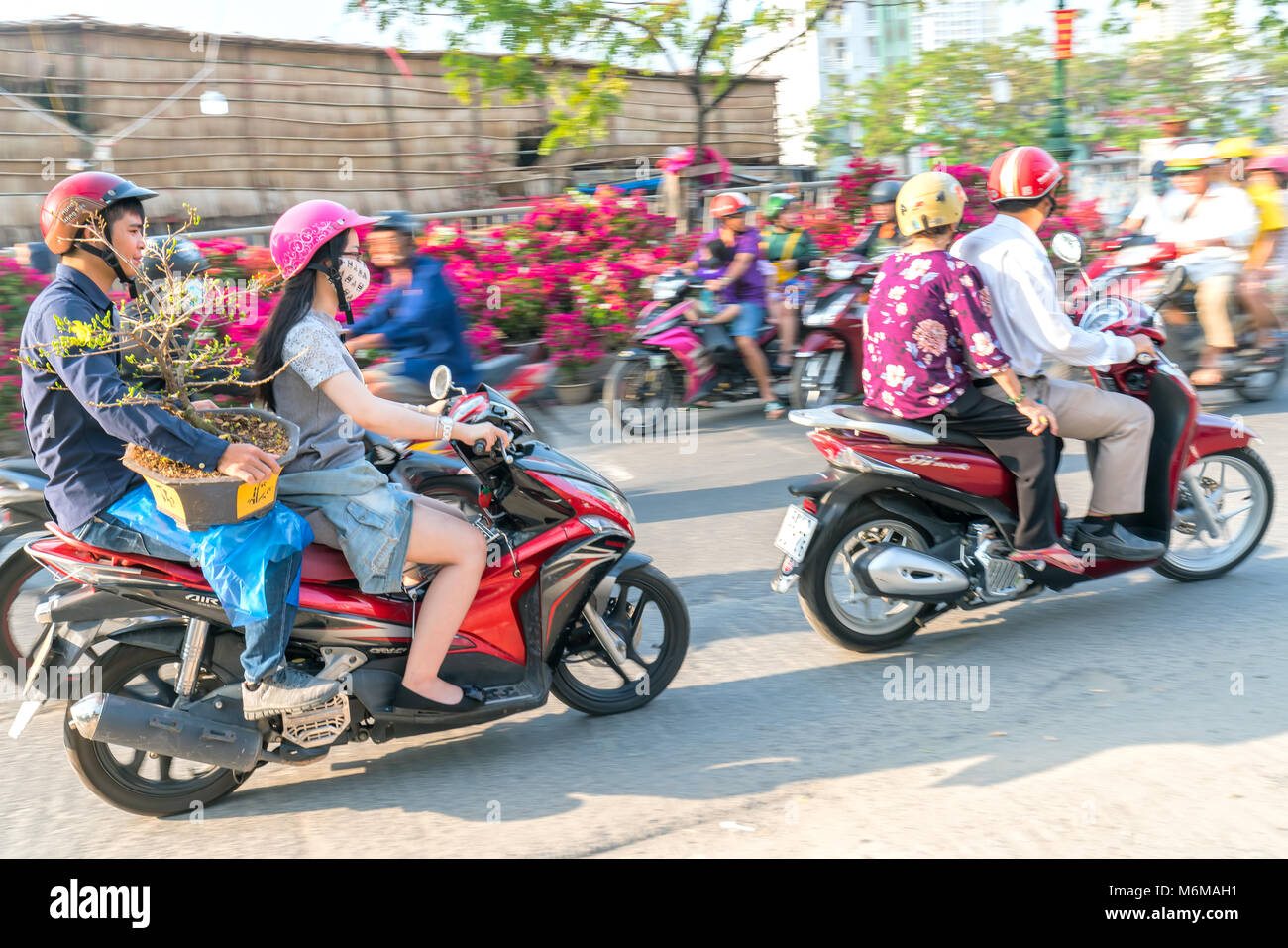A Vietnamese man is driving motorcycle loaded with Fortunella japonica ...