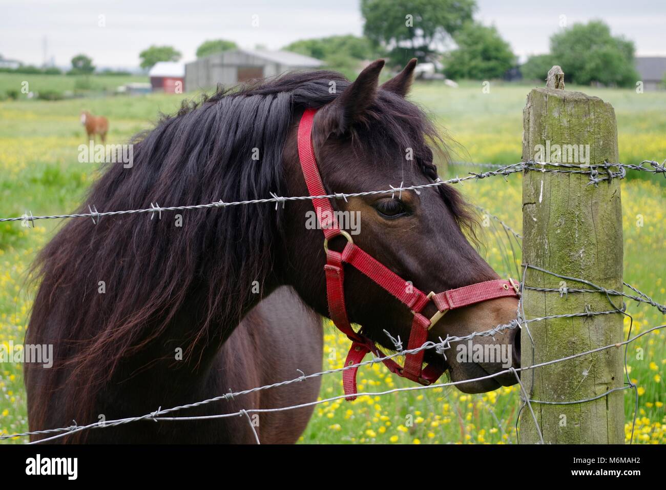 Close Up of Horses Head in a Paddock. Hough Farm Stables, Royton ...