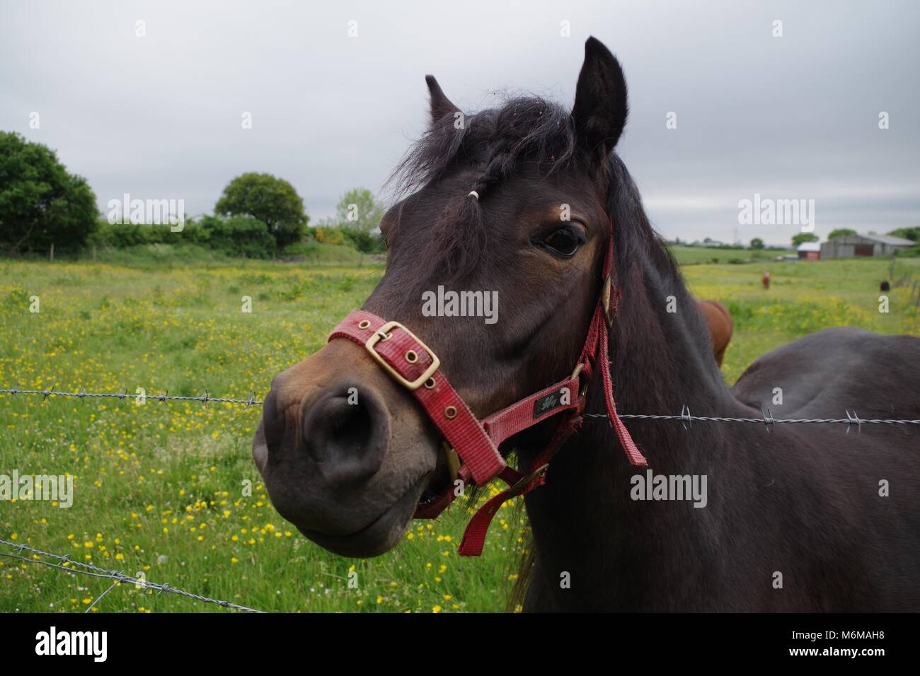 Close Up of Horses Head in a Paddock. Hough Farm Stables, Royton ...