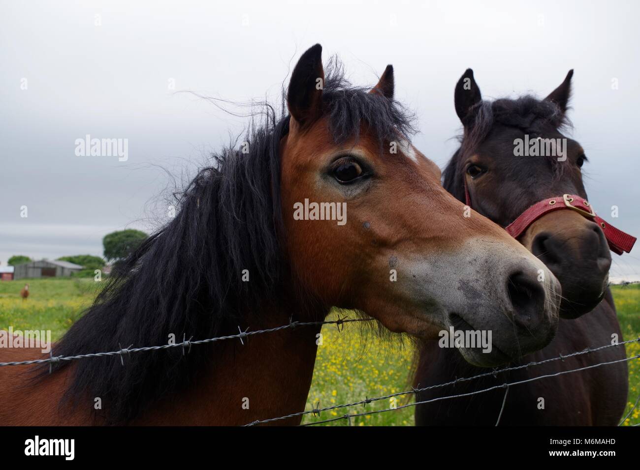 Close Up of Horses Head in a Paddock. Hough Farm Stables, Royton ...