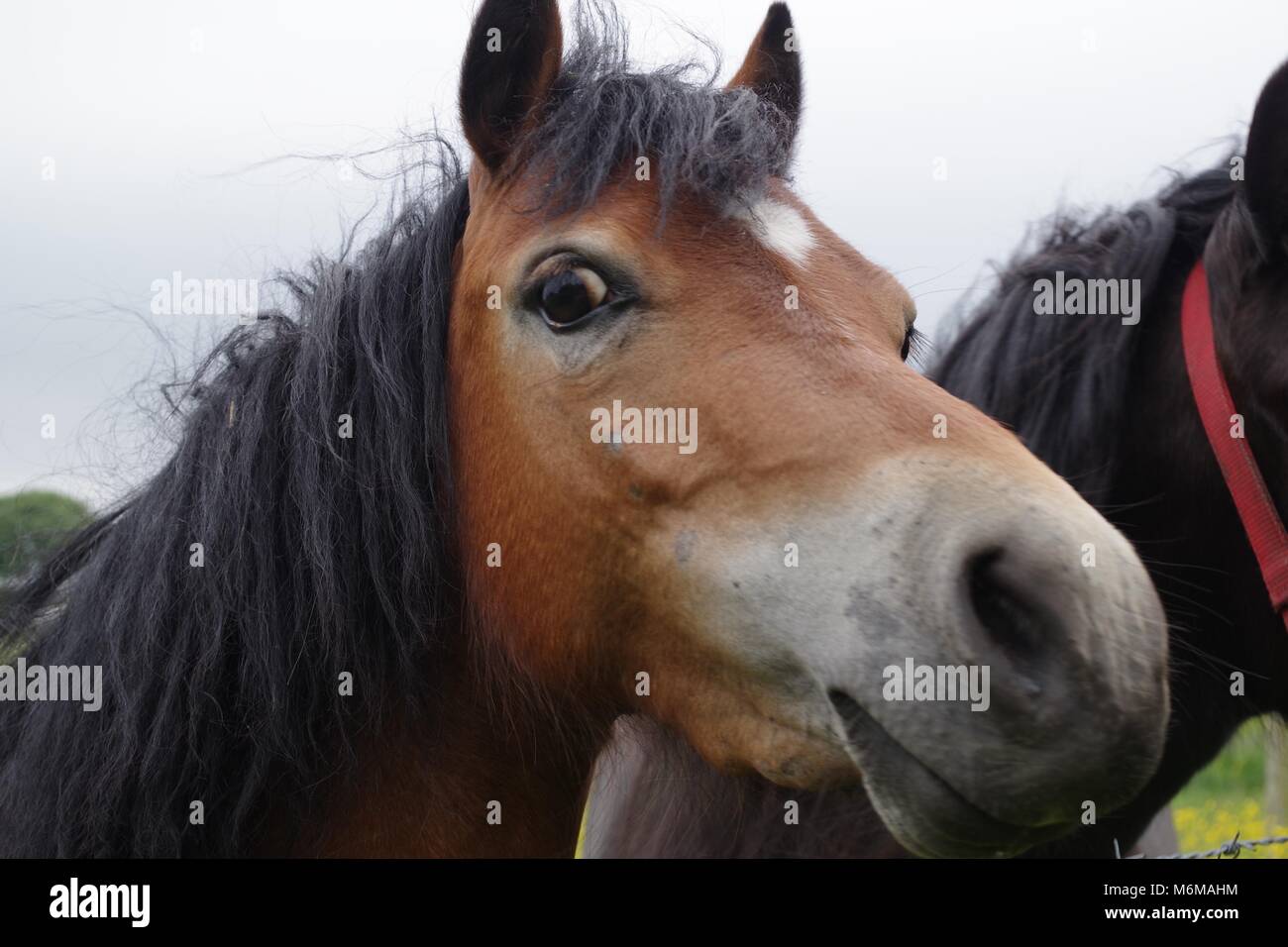 Close Up of Horses Head in a Paddock. Hough Farm Stables, Royton ...