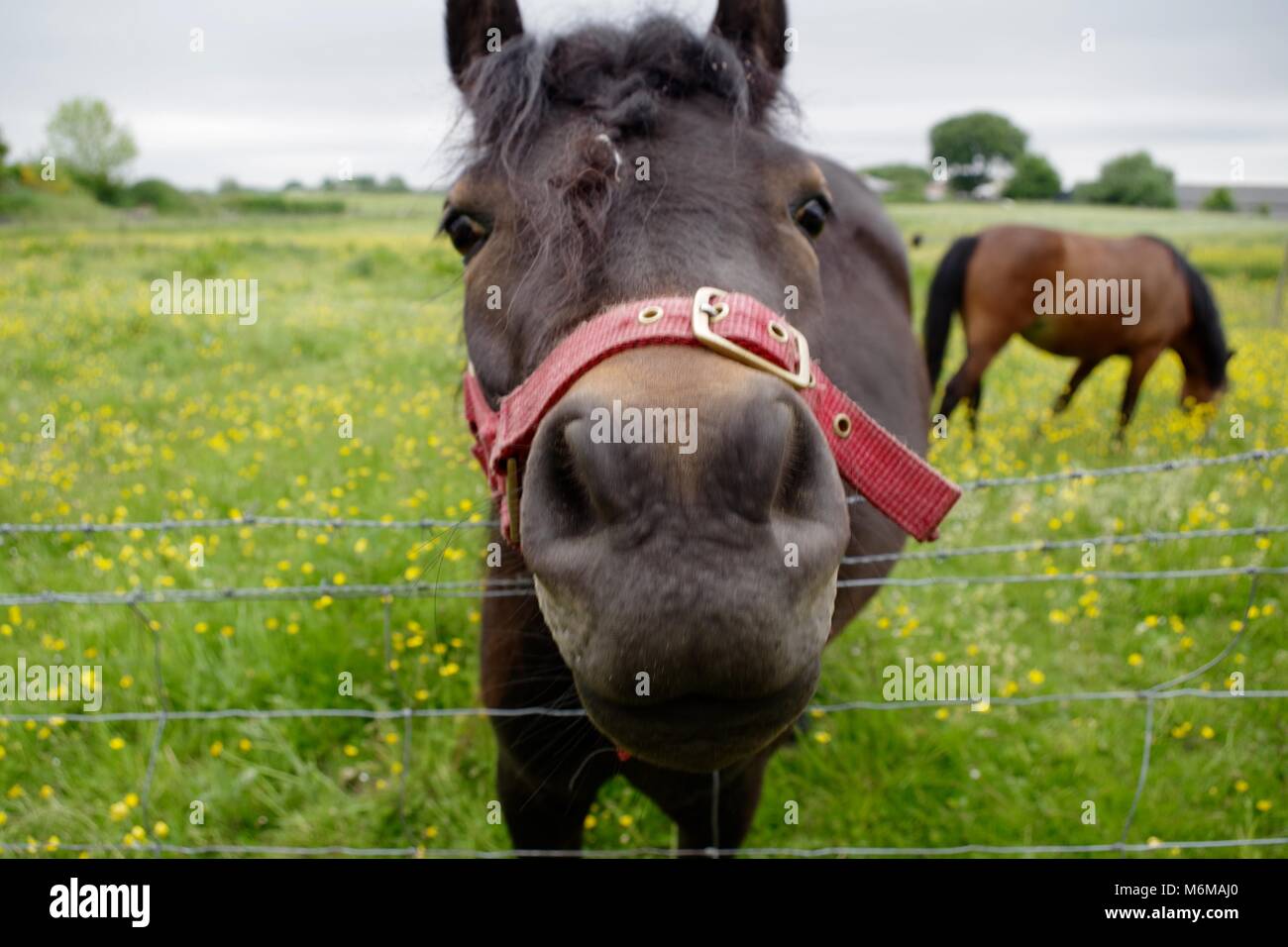 Close Up of Horses Head in a Paddock. Hough Farm Stables, Royton ...
