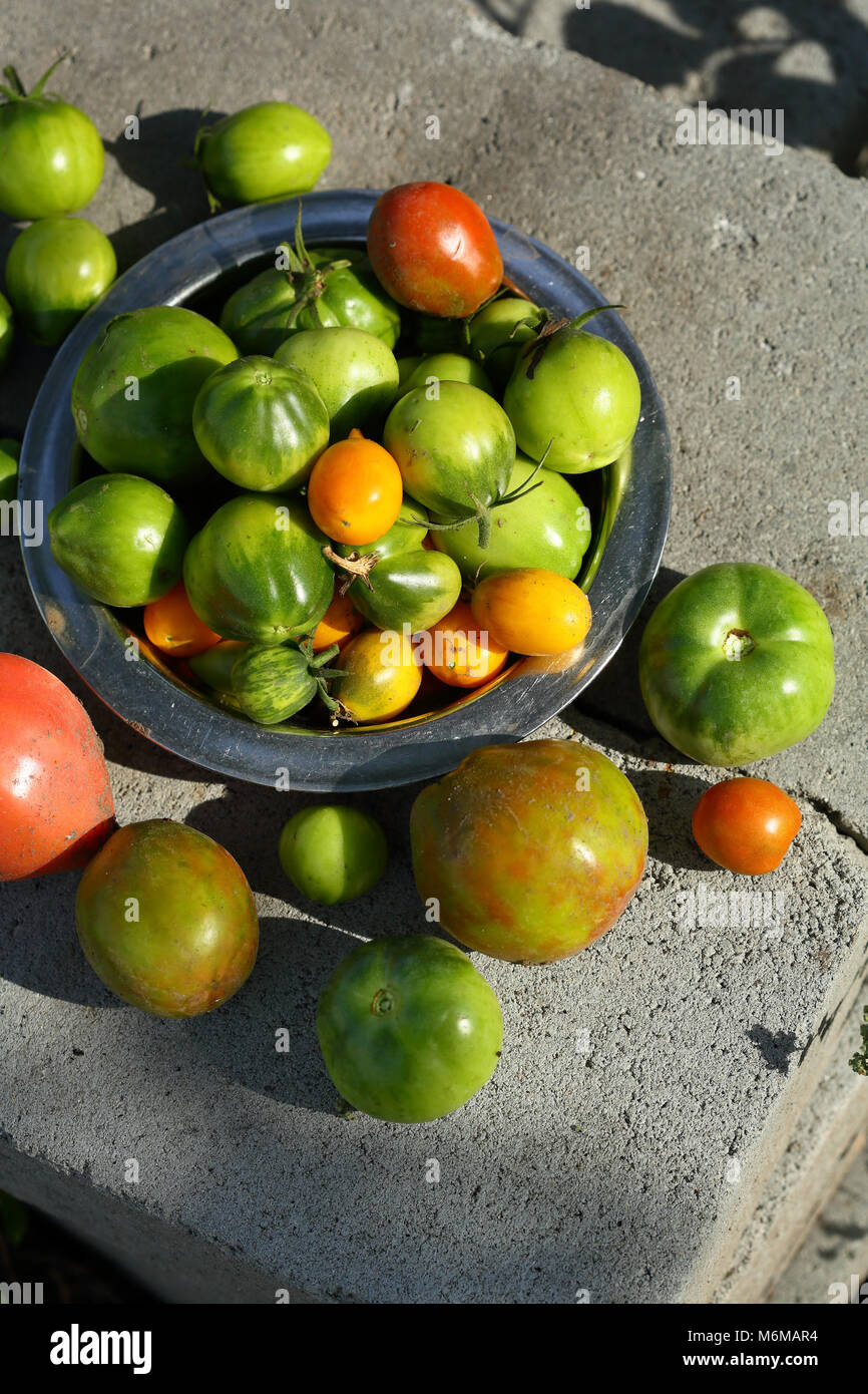 Green toatoes harvest on concrete, food closeup Stock Photo - Alamy
