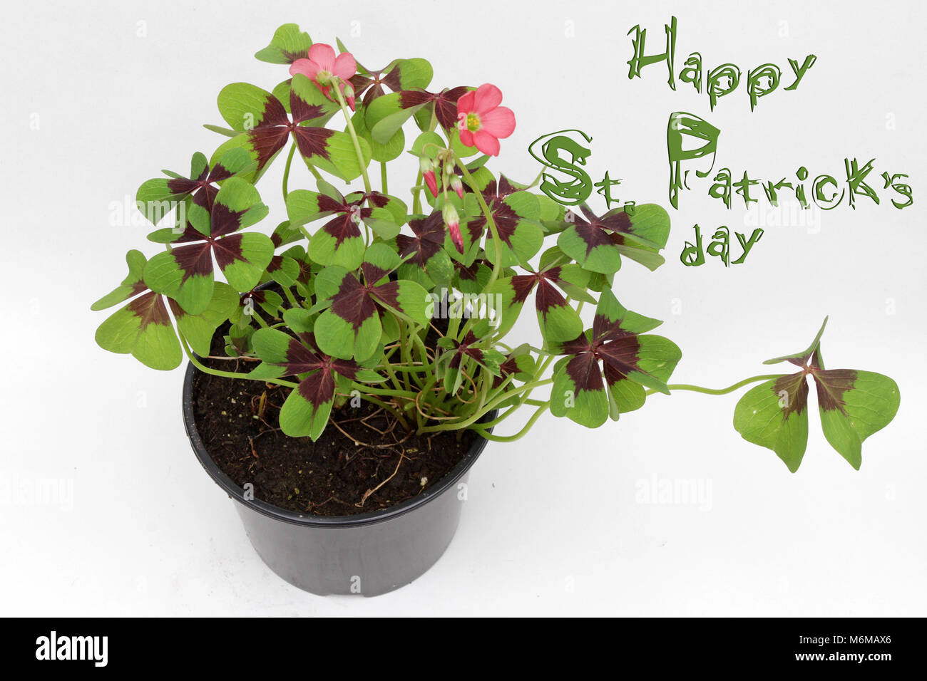 St. Patrick's day. Four leaf clover isolated on white background with ...
