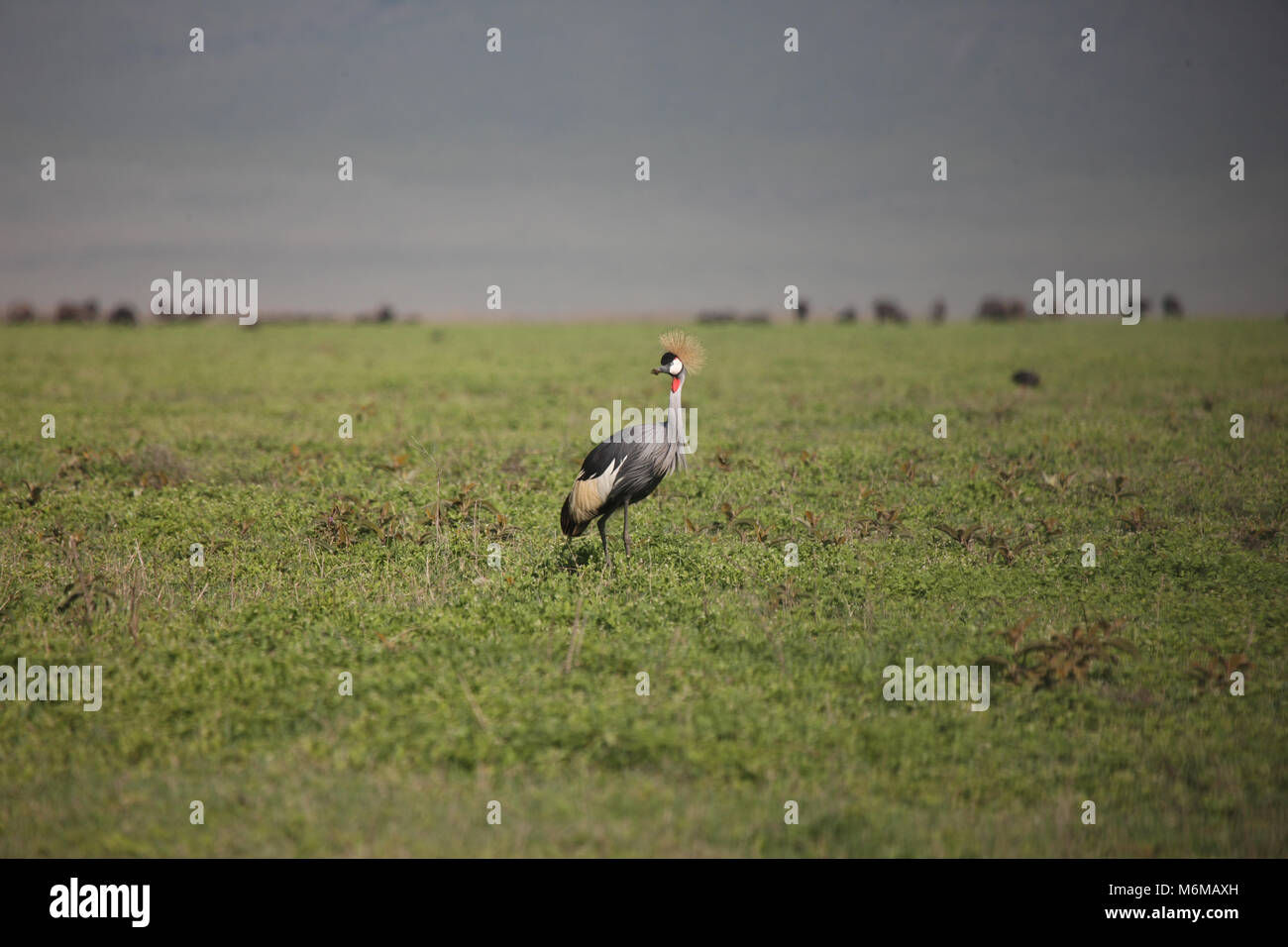 Wild African Bird in African Botswana savannah Stock Photo - Alamy