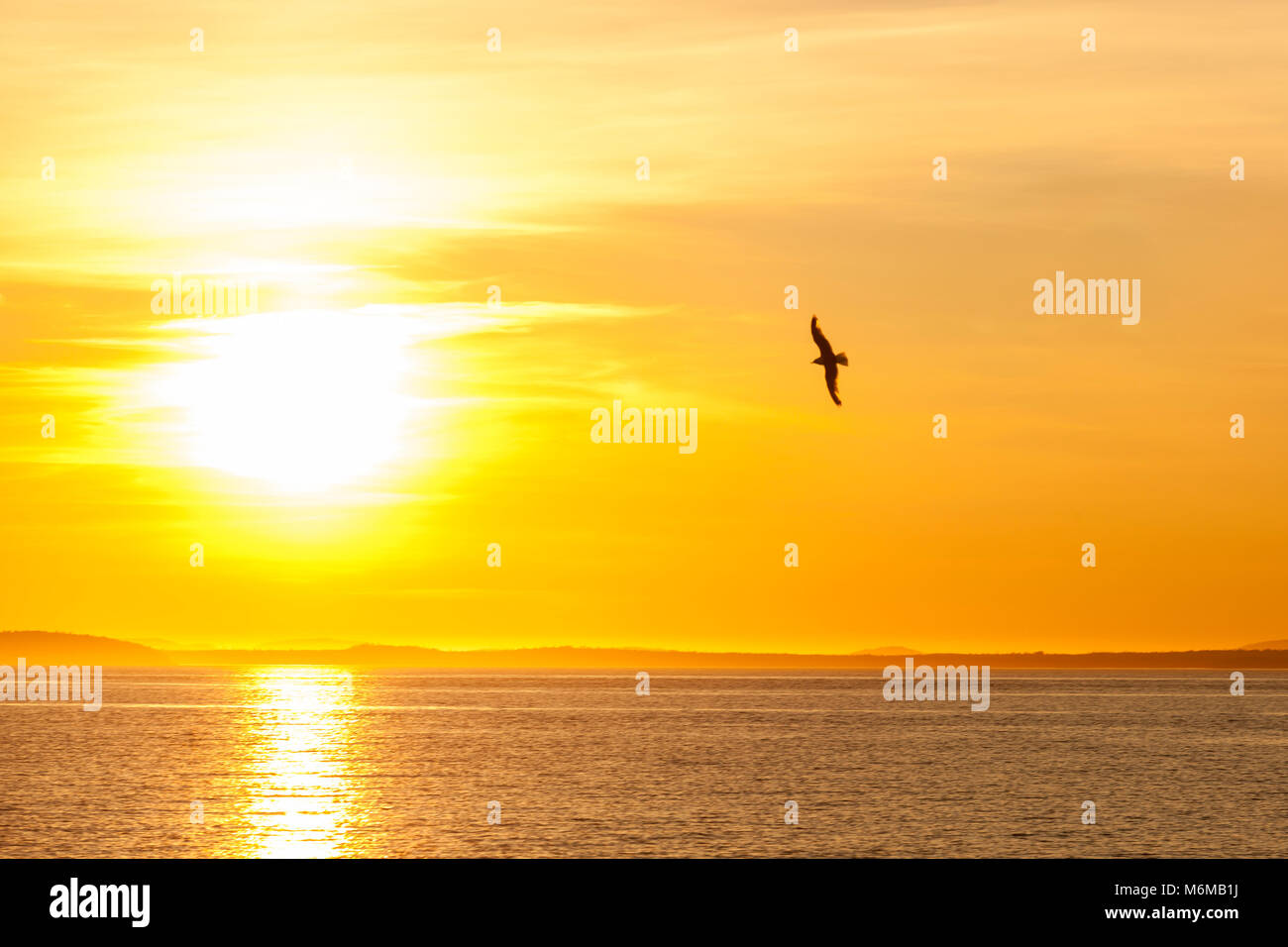Lonely seagull flying above the sea at colorful sunset. Background of ...