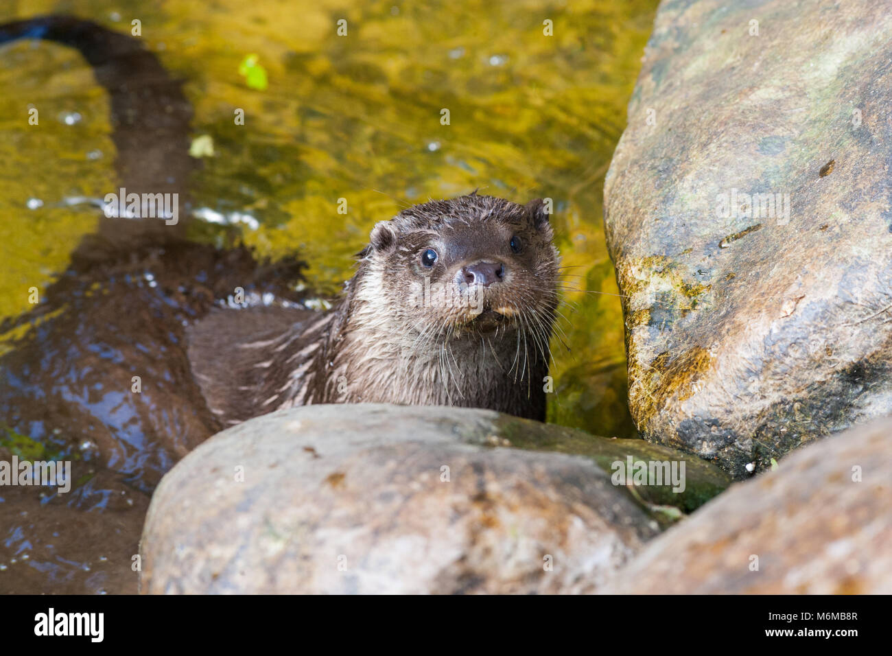 Utter hi-res stock photography and images - Alamy
