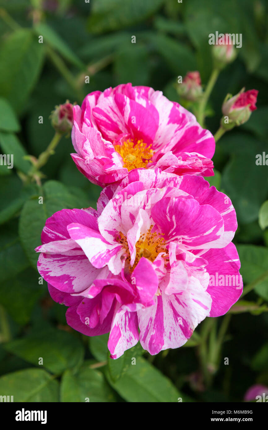 White gallica rose hi-res stock photography and images - Alamy