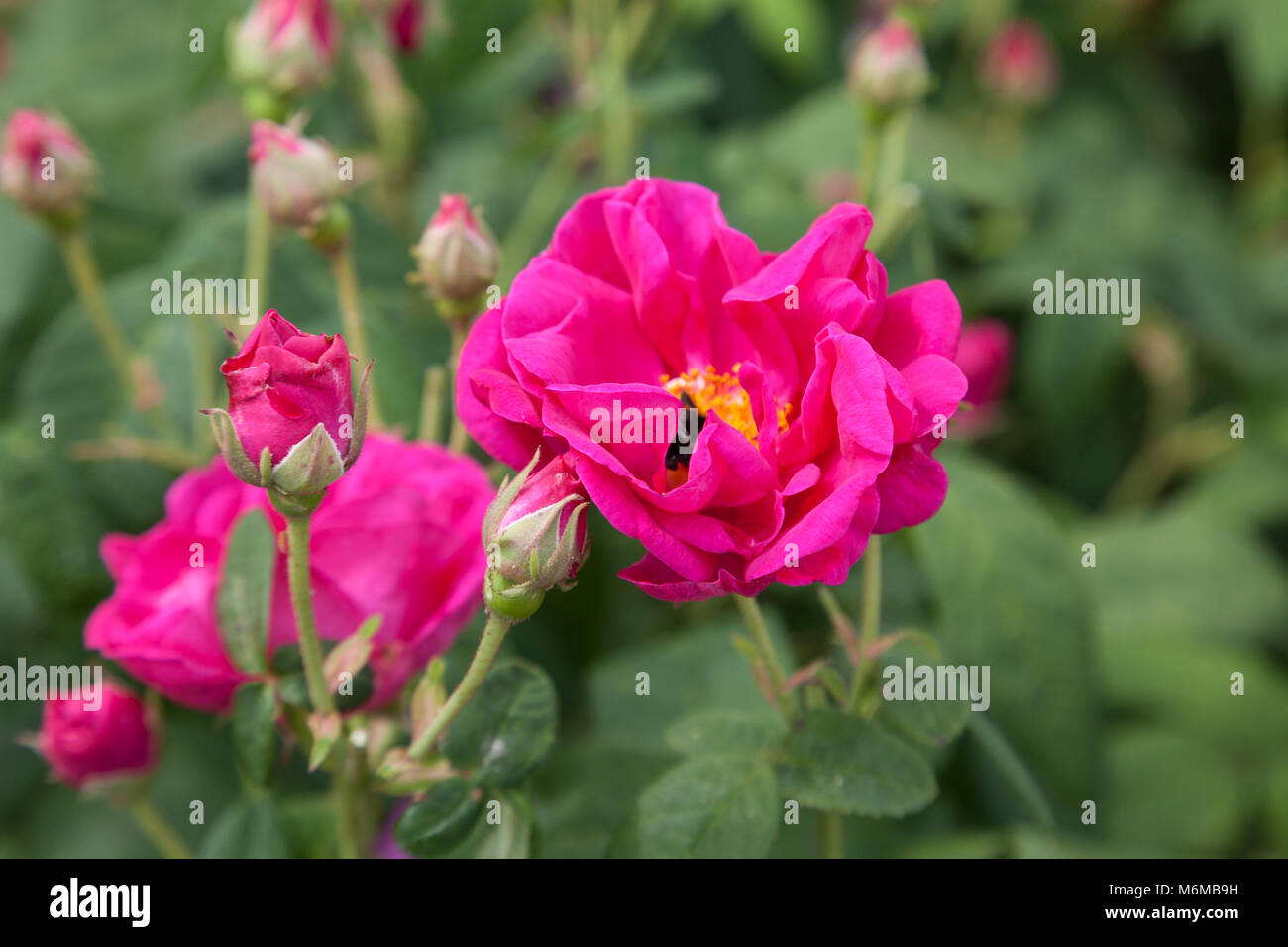 Rosa gallica hi-res stock photography and images - Alamy