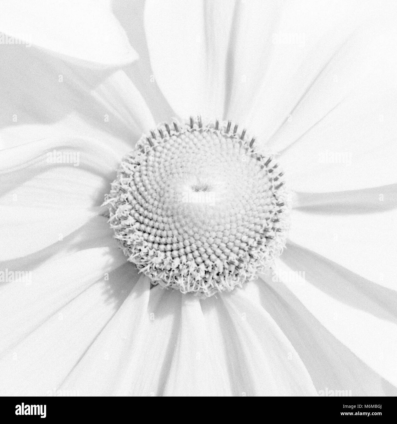 Daisy flowering Black and White Stock Photos & Images - Alamy