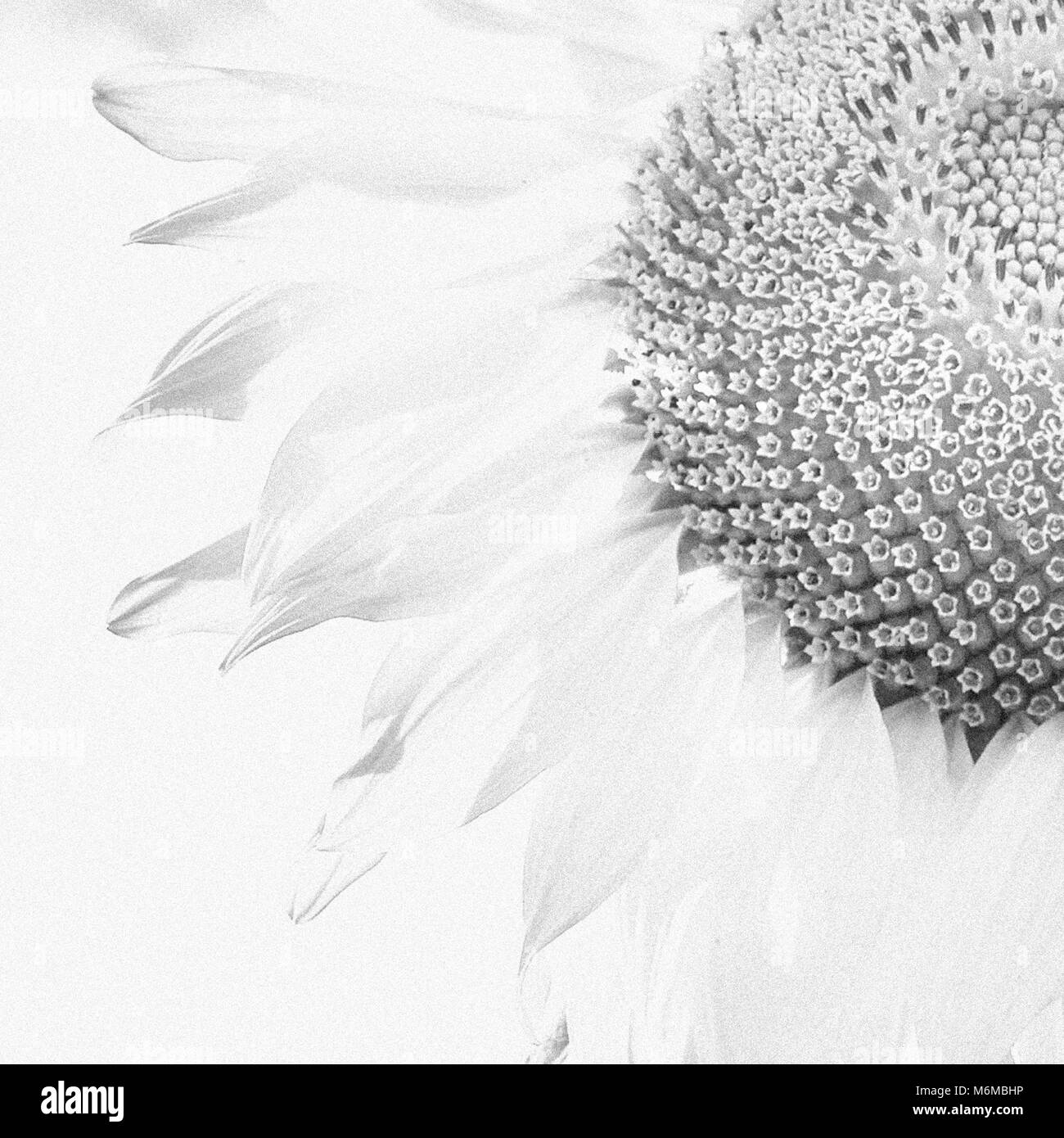 Images sunflower Black and White Stock Photos & Images - Alamy