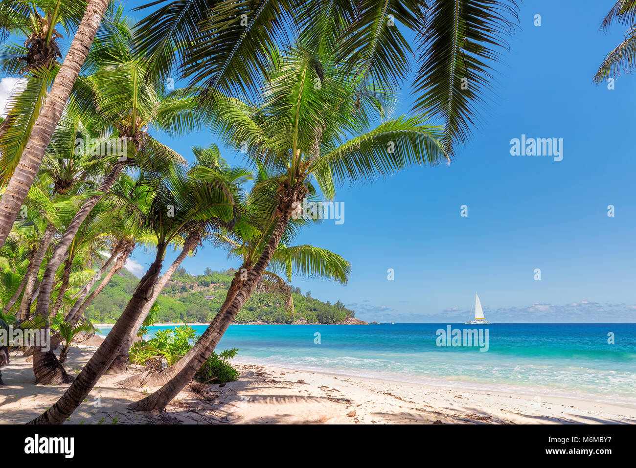 Sandy beach with palm trees hi-res stock photography and images - Alamy