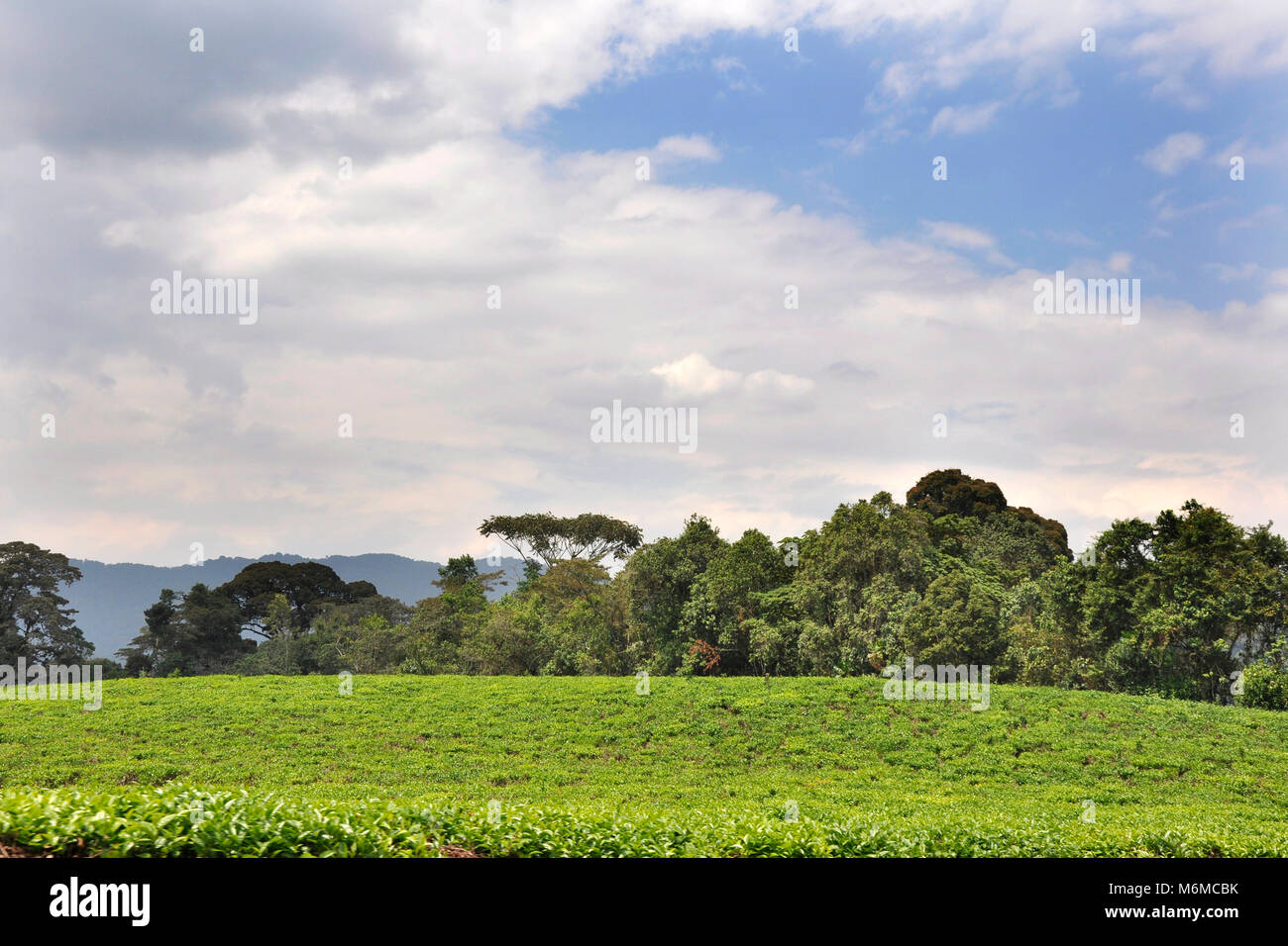 Rwanda, Nyungwe National Park, Tea Plantation Stock Photo - Alamy